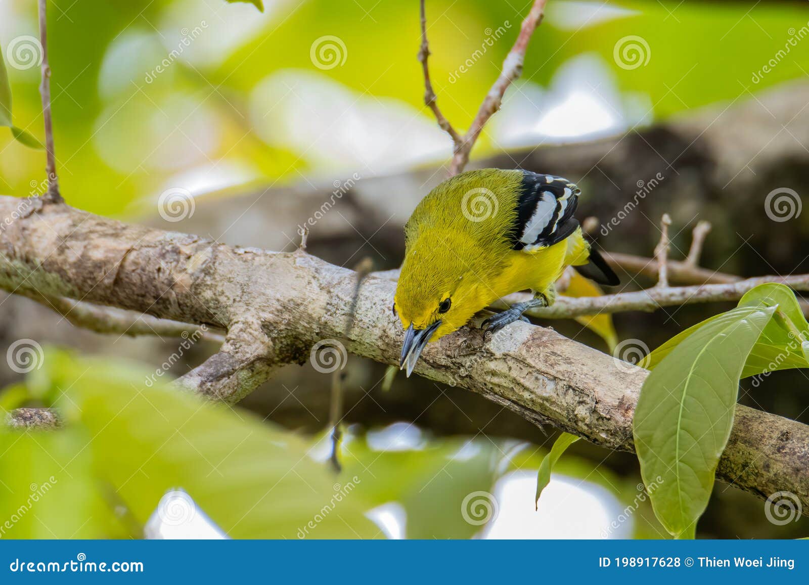 Nature Wildlife Bird of Common Lora (Aegithina Tiphia) on Tree Stock ...