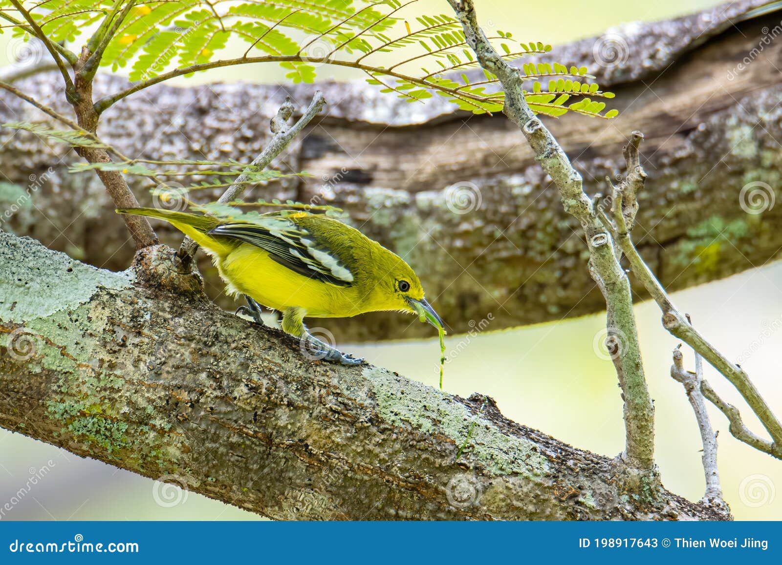 Nature Wildlife Bird of Common Lora (Aegithina Tiphia) on Tree Stock ...
