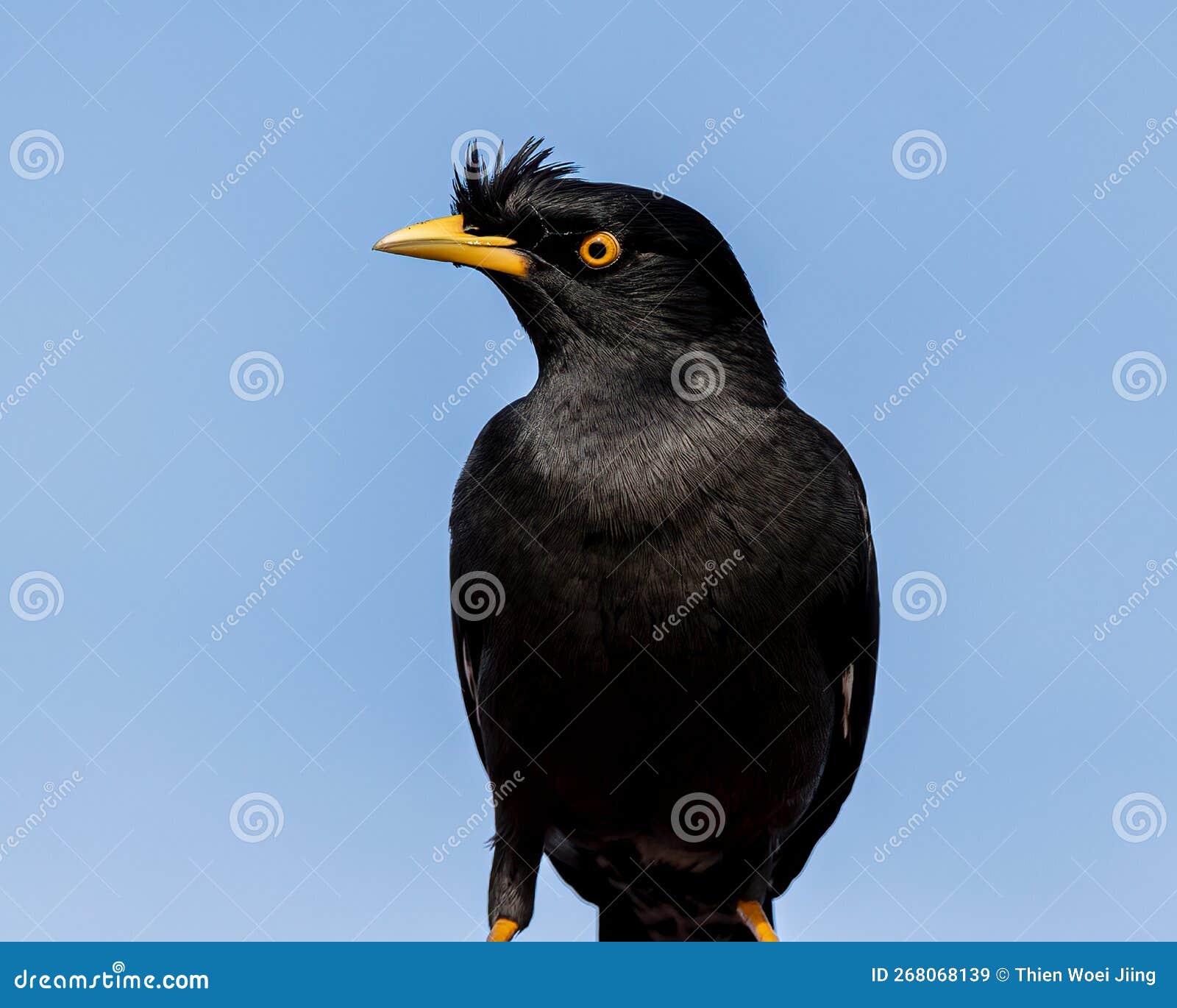 Nature Wildlife Bird of Myna Bird Stock Image - Image of blue, head ...
