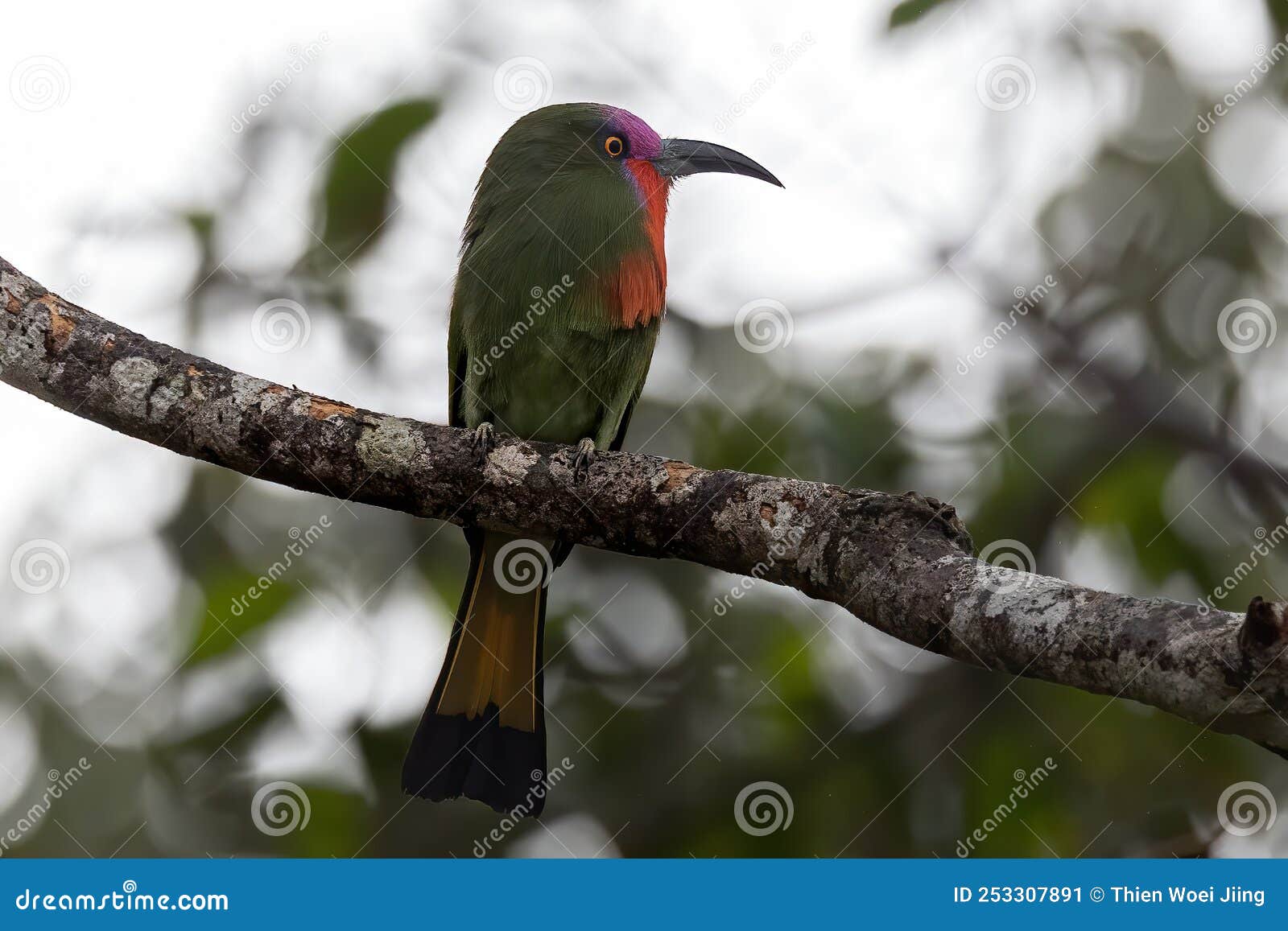 Nature Wildlife Bird of Red-bearded Bee-eater Bird on Branch Stock ...