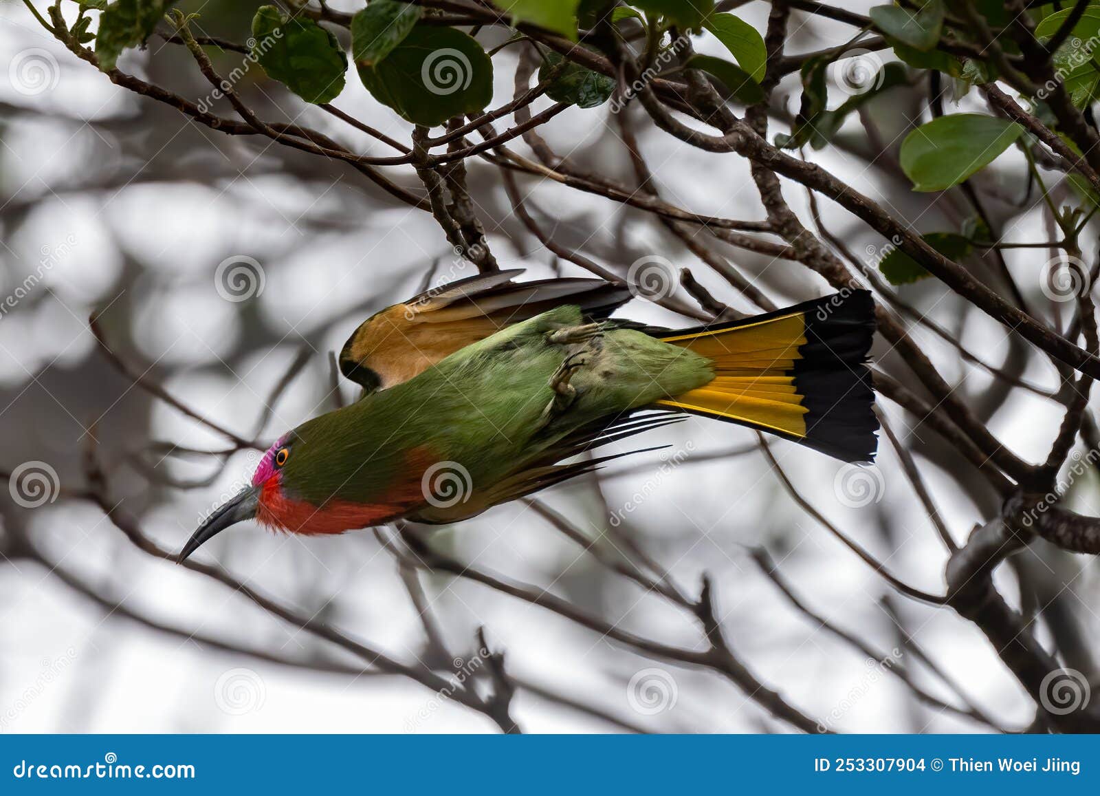 Nature Wildlife Bird of Red-bearded Bee-eater Bird on Branch Stock ...