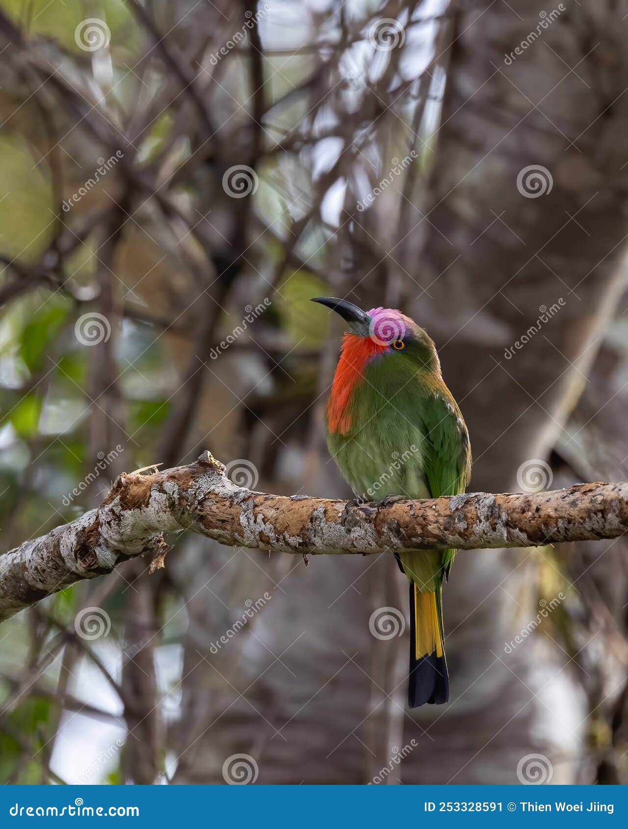 Nature Wildlife Bird of Red-bearded Bee-eater Bird on Branch Stock ...