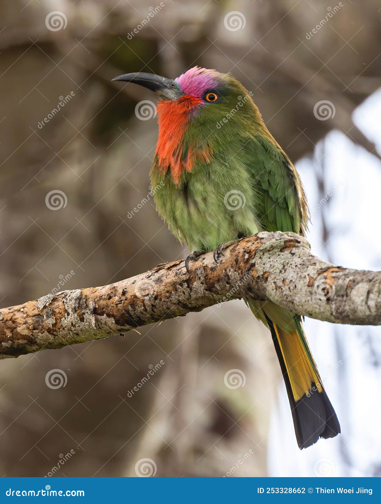 Nature Wildlife Bird of Red-bearded Bee-eater Bird on Branch Stock ...