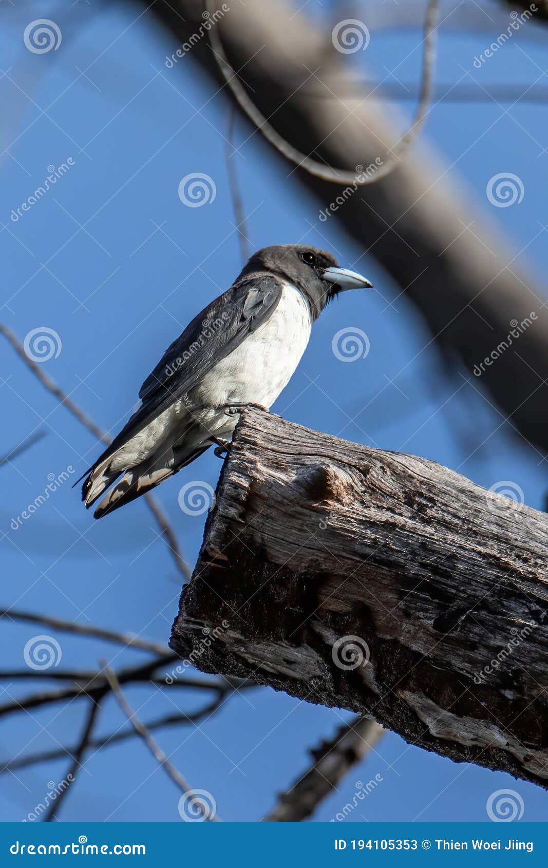 Nature Wildlife Bird Standing on Tree Branch Stock Image - Image of ...