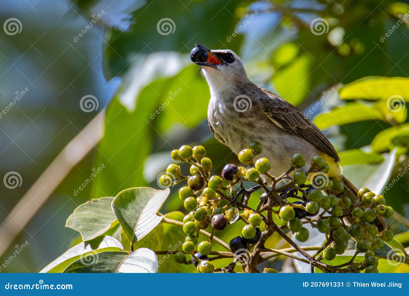 Yellow-vented Bulbul Perch on Tree Branches with Fruit Stock Image ...