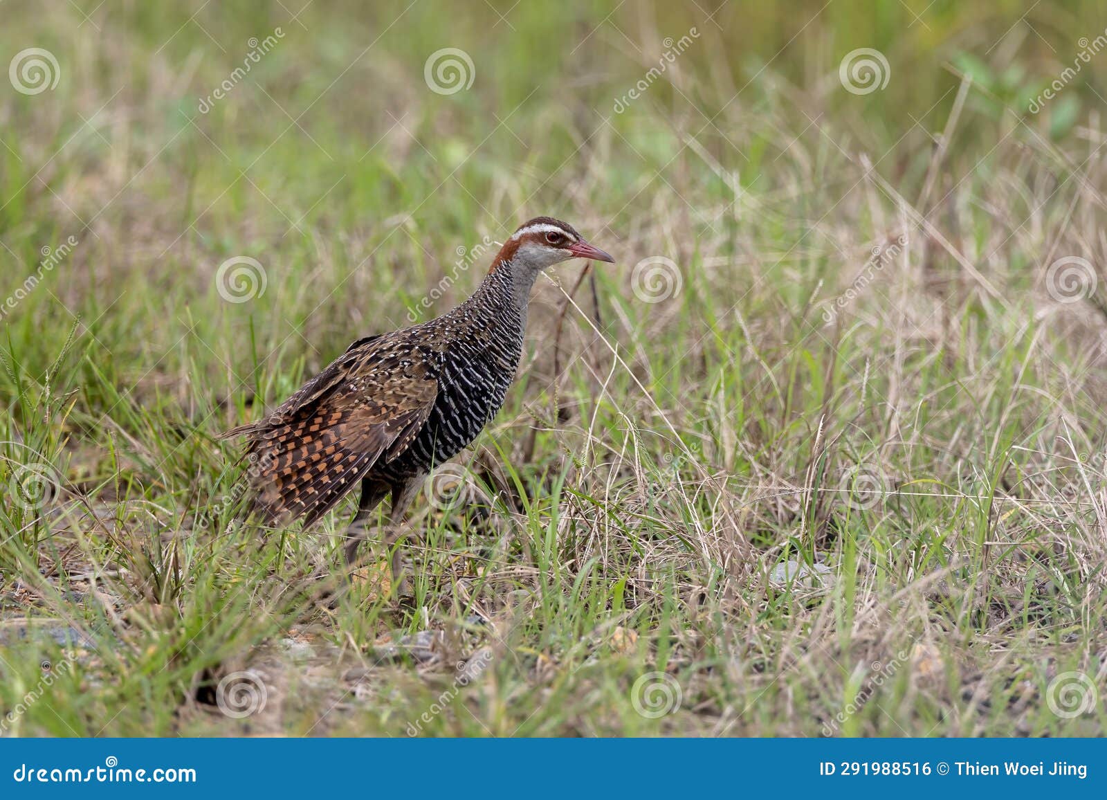 Nature Wildlife of Buff-banded Rail on Paddy Field Stock Photo - Image ...
