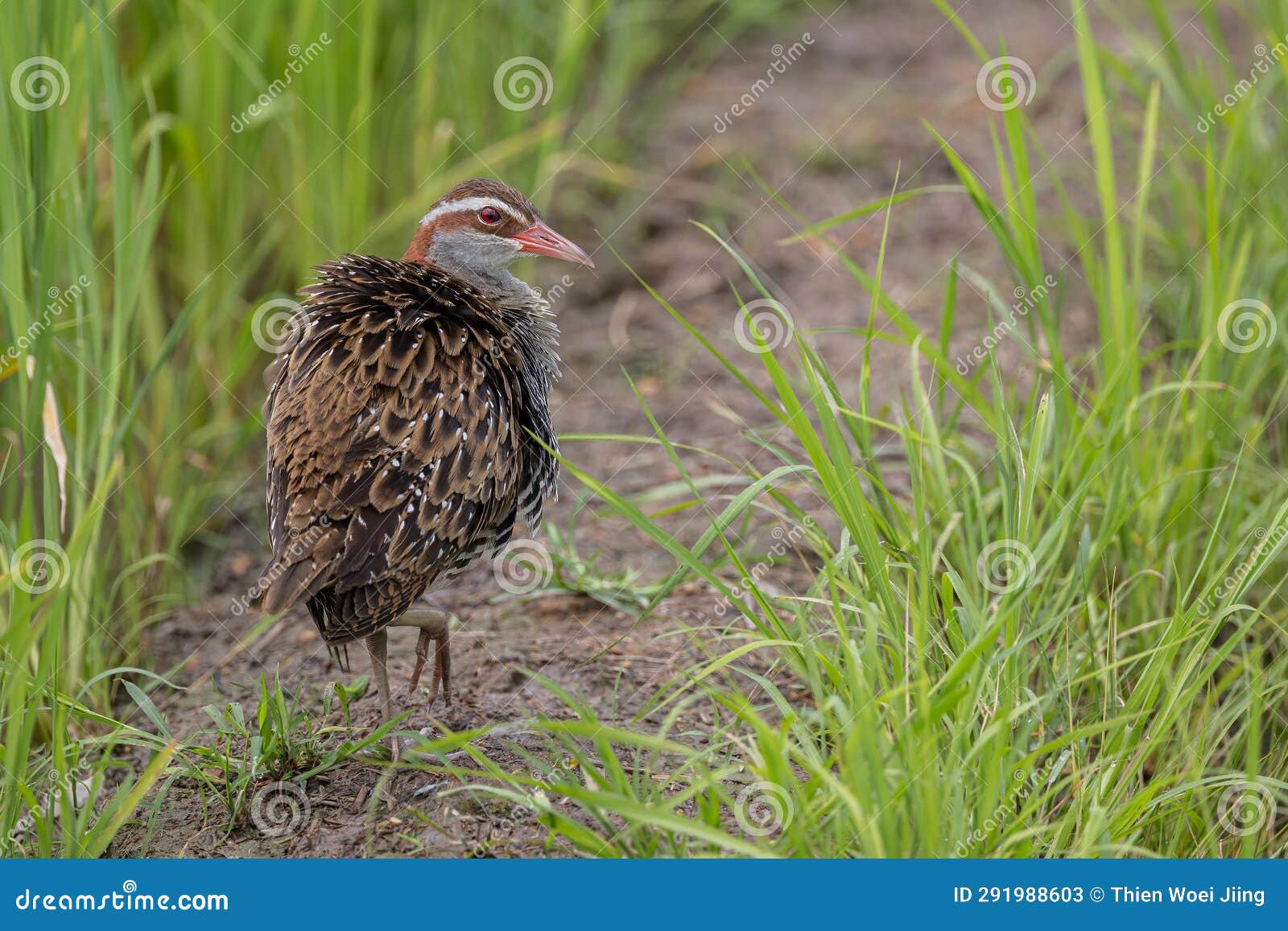 Nature Wildlife of Buff-banded Rail on Paddy Field Stock Image - Image ...