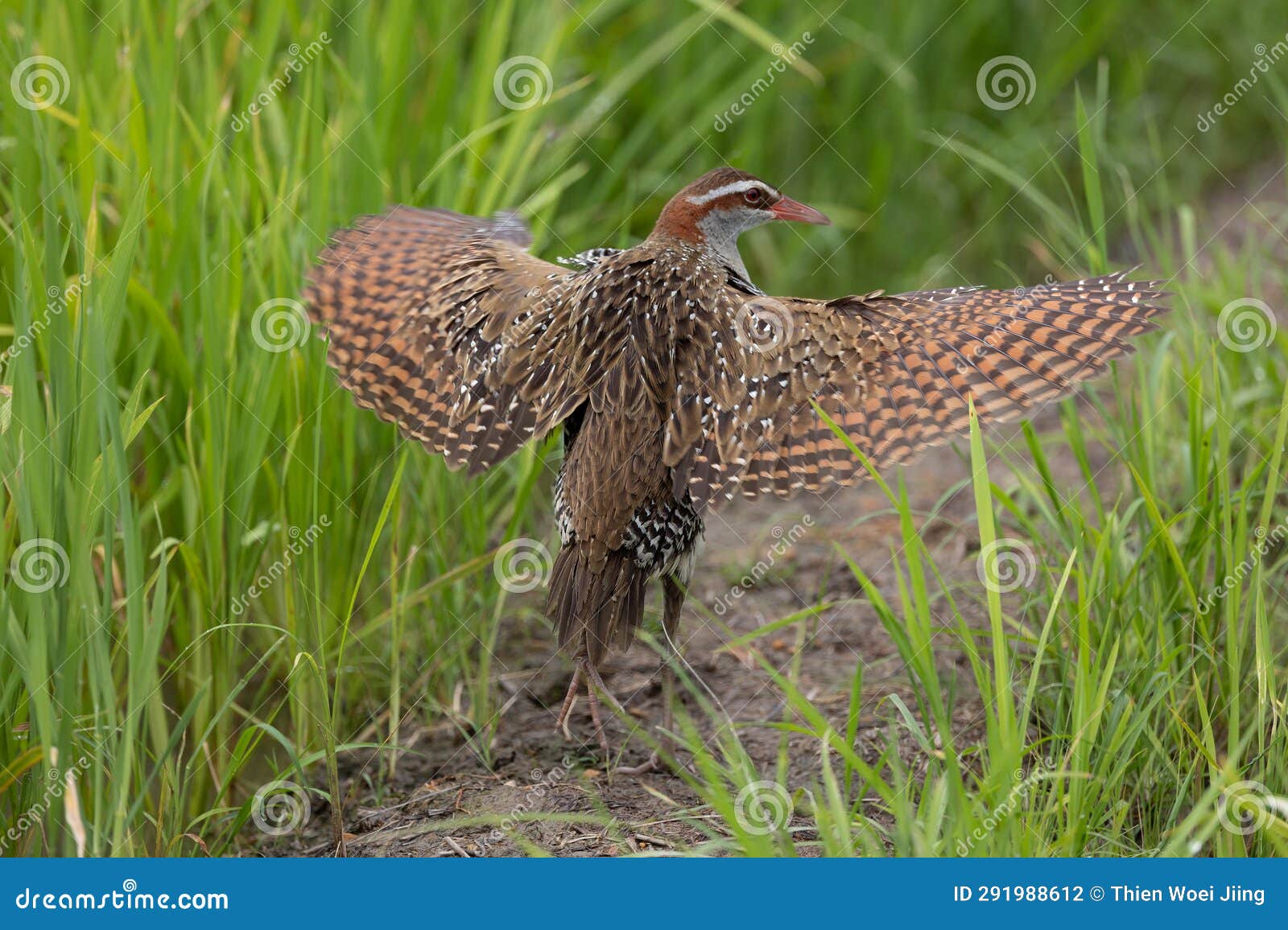 Nature Wildlife of Buff-banded Rail on Paddy Field Stock Photo - Image ...