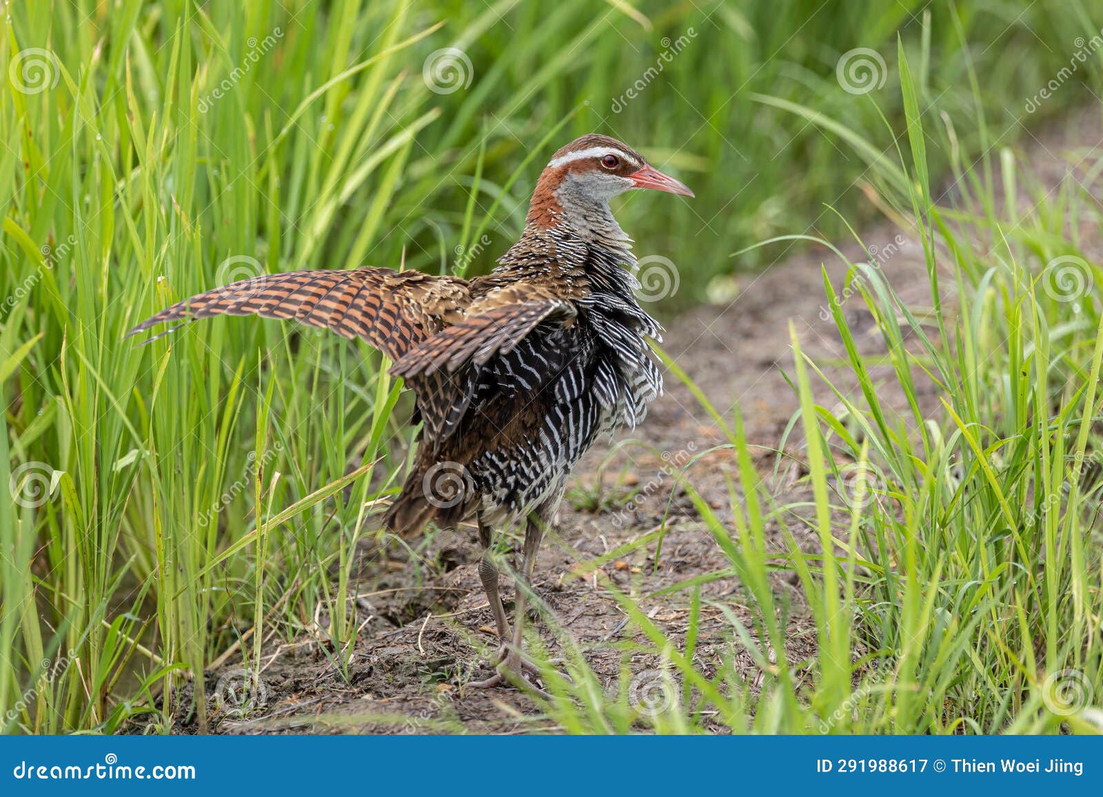 Nature Wildlife of Buff-banded Rail on Paddy Field Stock Image - Image ...