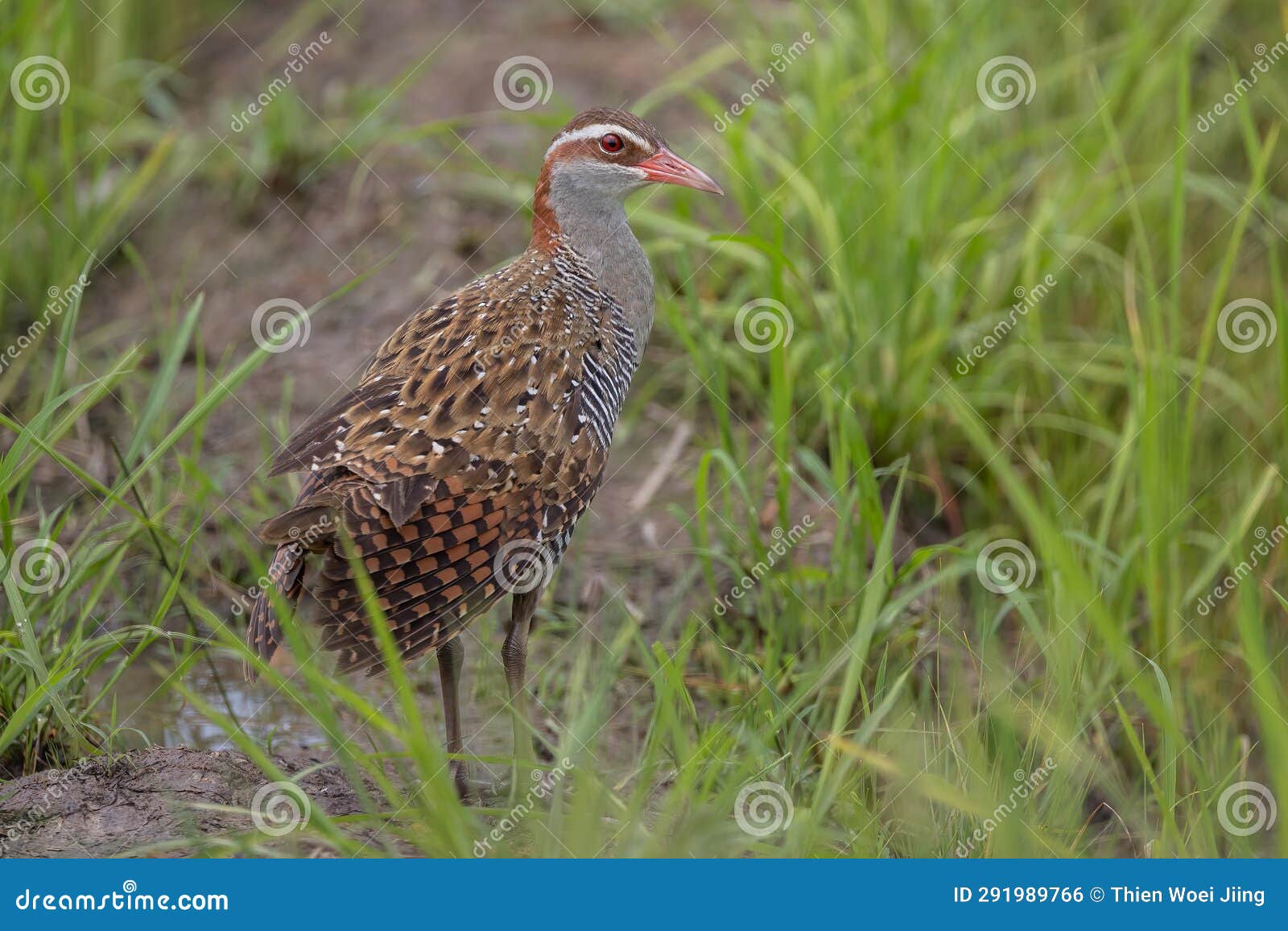 Buff-banded Rail on Paddy Field Stock Photo - Image of fauna, banded ...