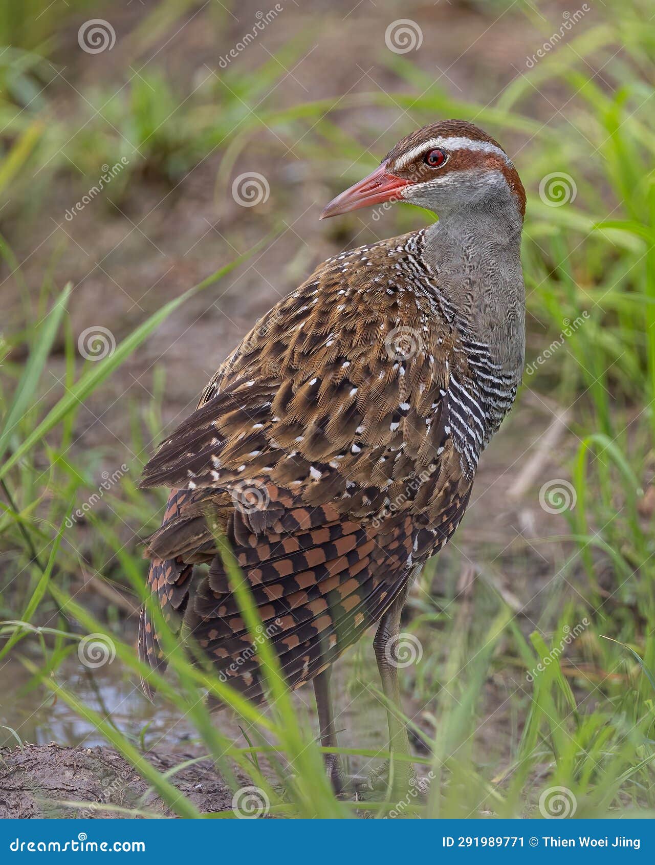 Buff-banded Rail on Paddy Field Stock Image - Image of animal, beauty ...