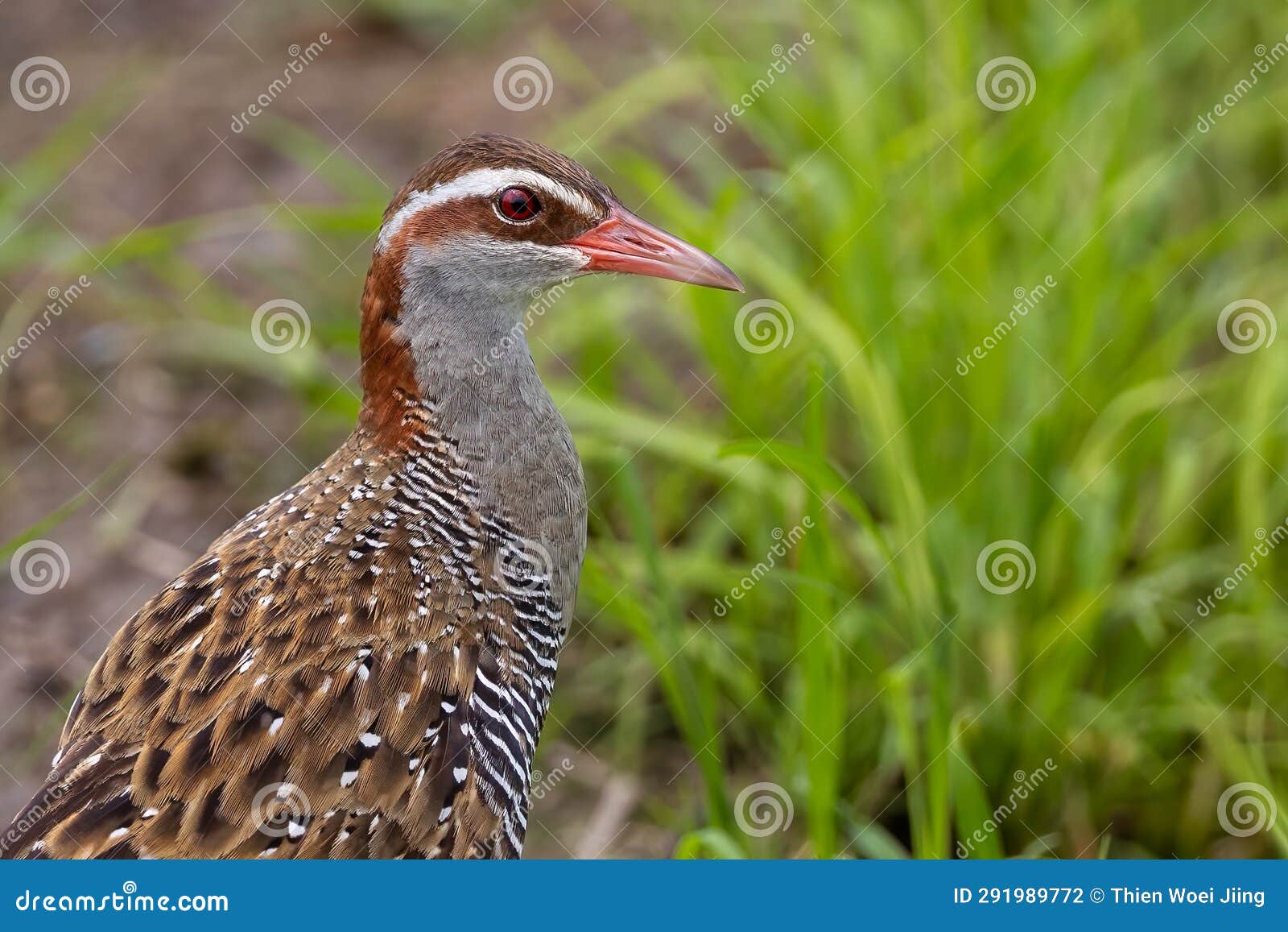 Buff-banded Rail on Paddy Field Stock Photo - Image of birdwatching ...