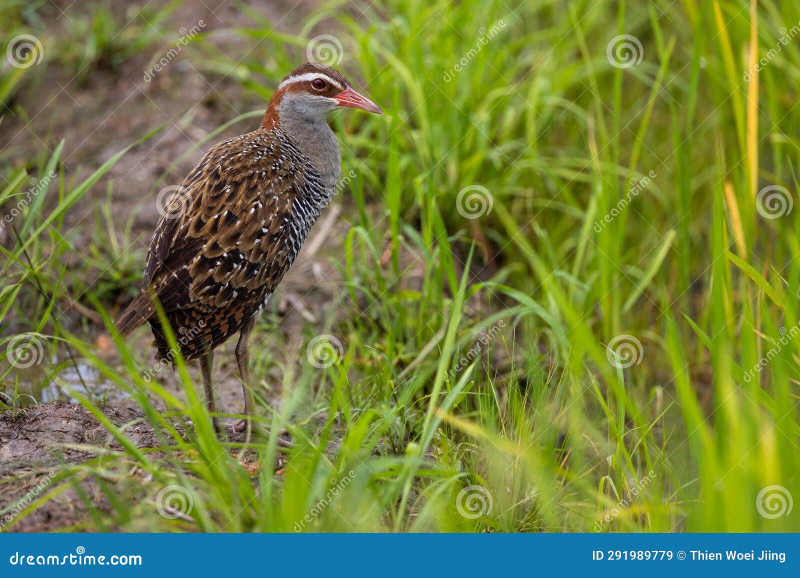 Buff-banded Rail on Paddy Field Stock Image - Image of watching ...
