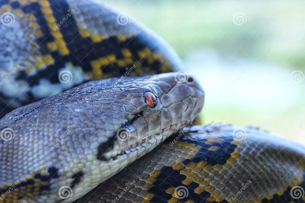 Nature Wildlife of Close Up of Reticulated Python Snake Stock Photo ...