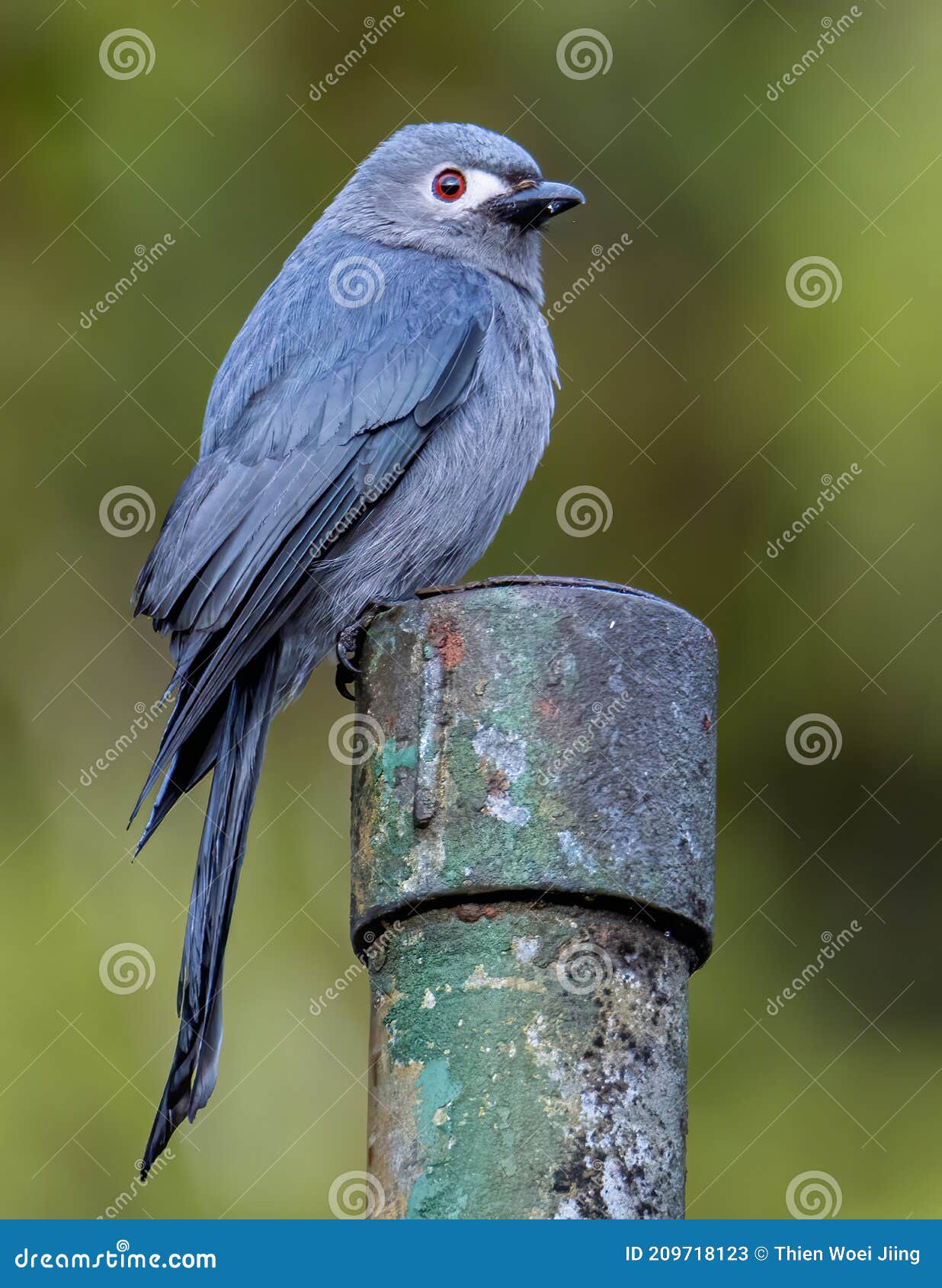 Nature Wildlife Image of an Ashy Drongo Bird Stock Image - Image of ...