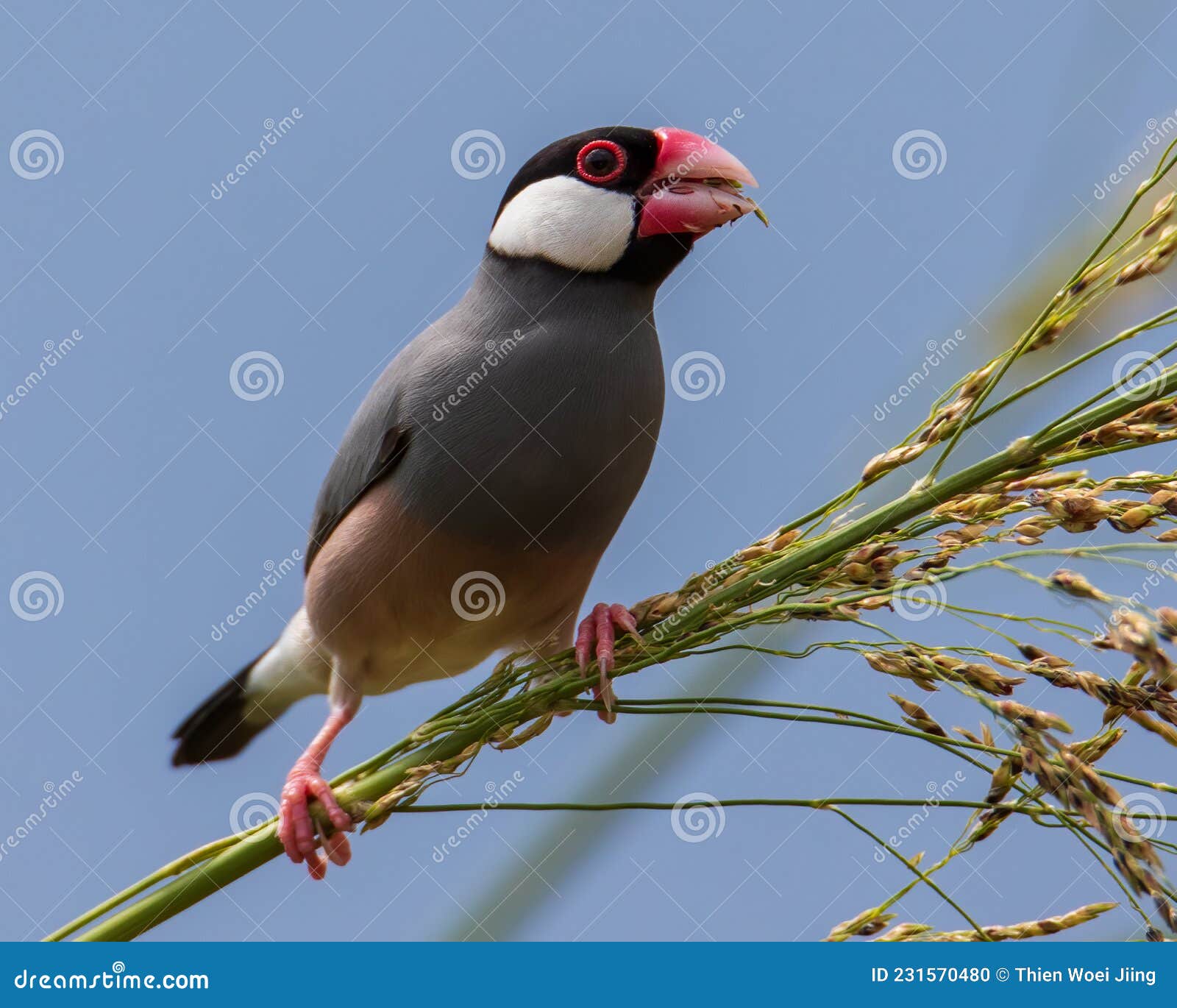 Nature Wildlife Image of Beautiful Bird Java Sparrow (Lonchura ...