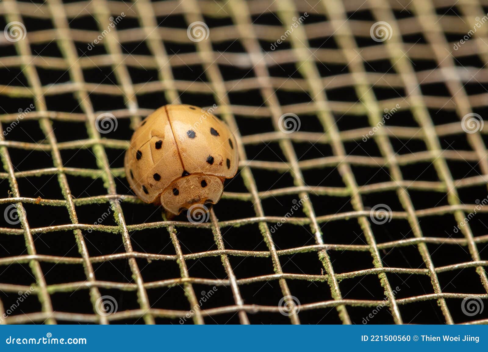 Nature Wildlife Image of Beautiful Lady Bug Beetle Stock Photo - Image ...