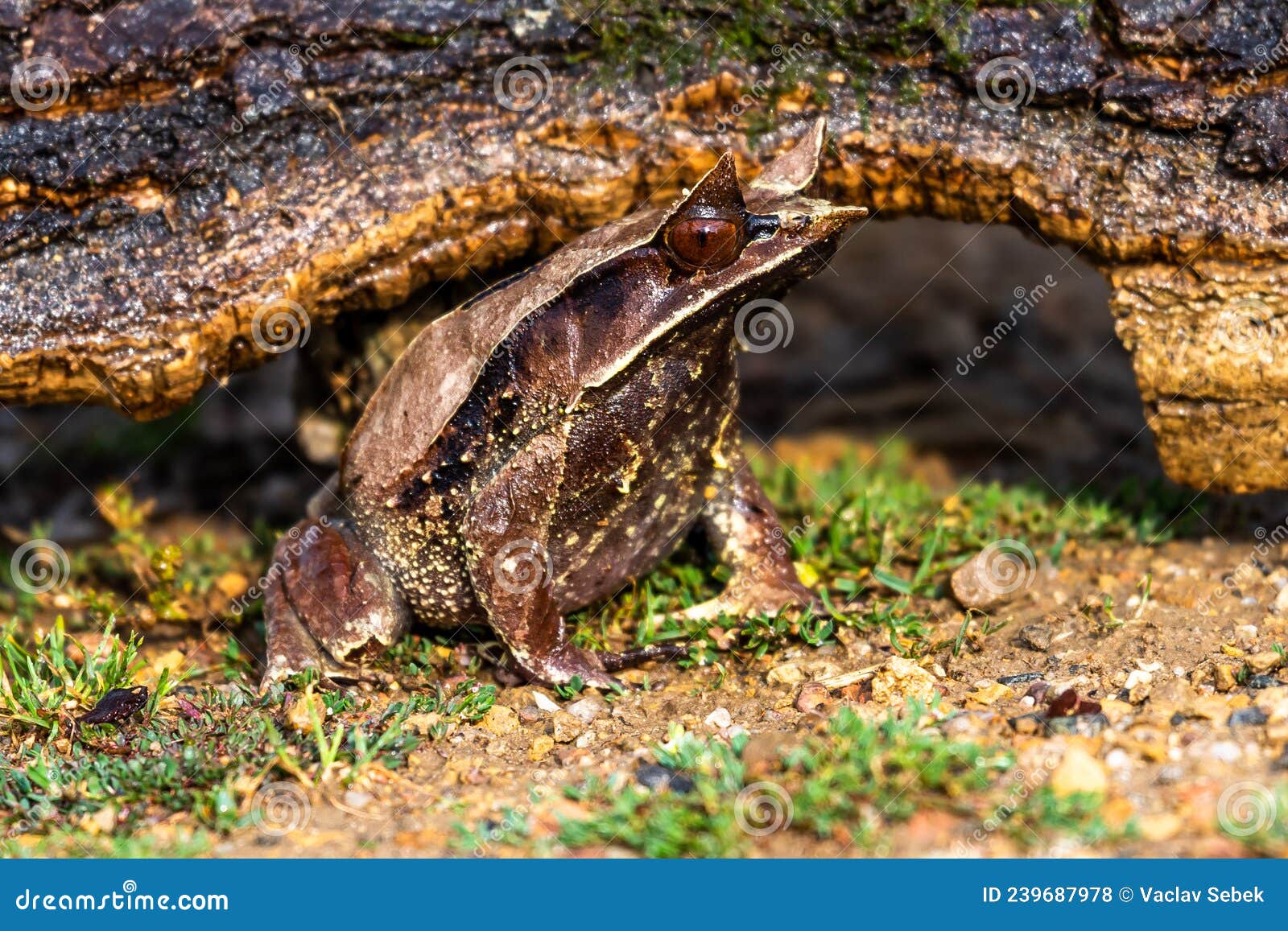 Nature Wildlife Image of the Bornean Horn Frog Stock Photo - Image of ...