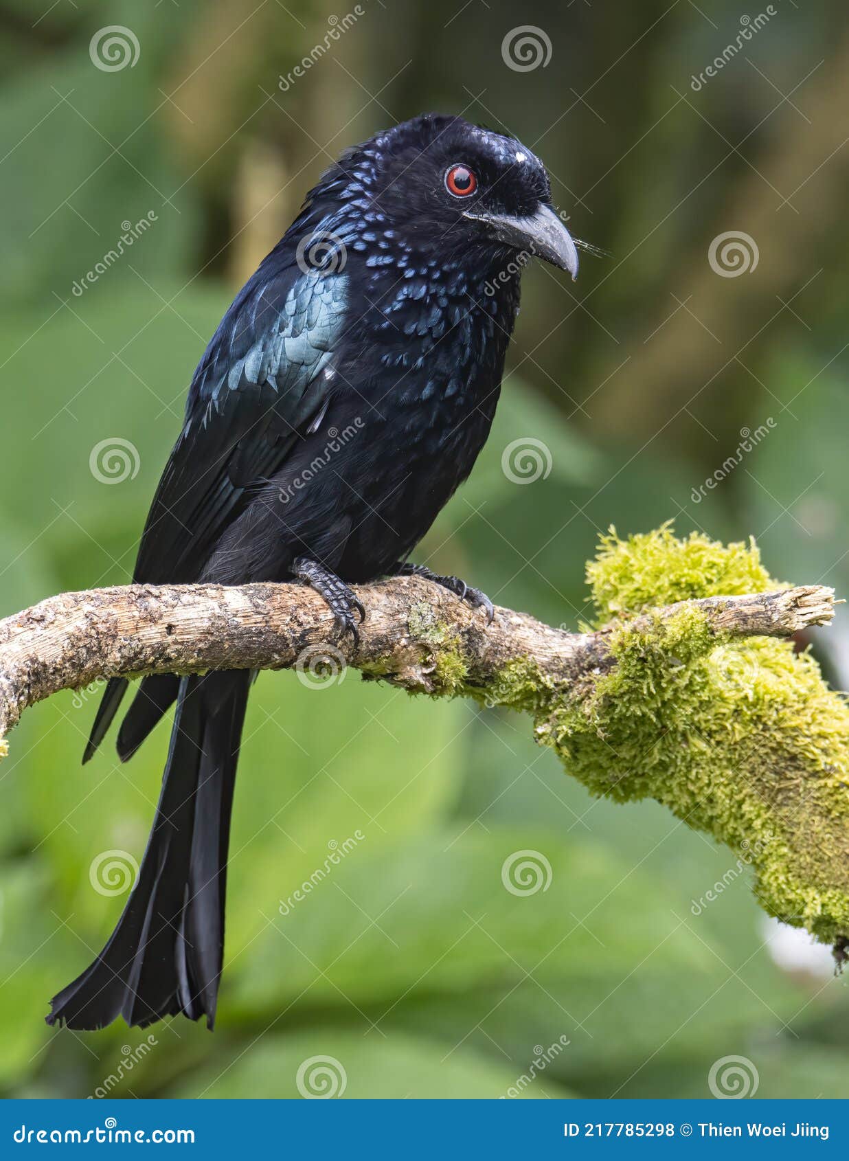 Nature Wildlife Image of Bronze Drongo Bird (Dicrurus Aeneus) on Perch ...