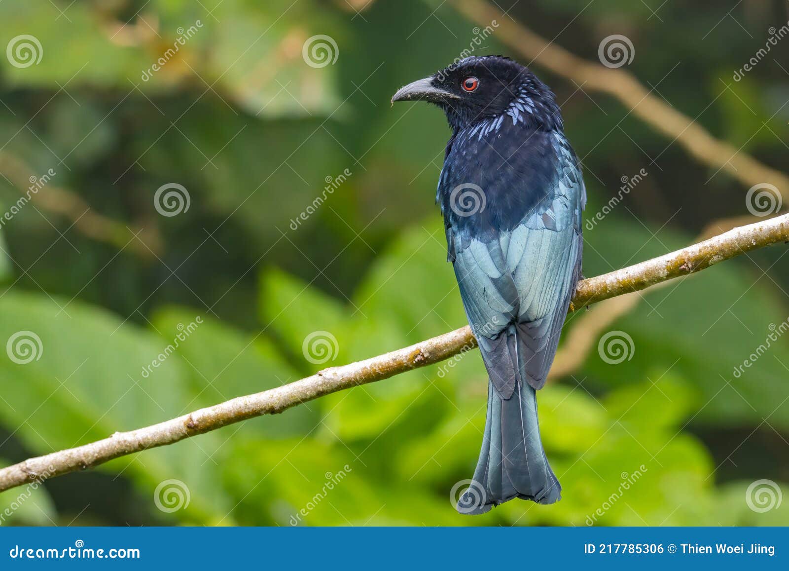 Nature Wildlife Image of Bronze Drongo Bird (Dicrurus Aeneus) on Perch ...