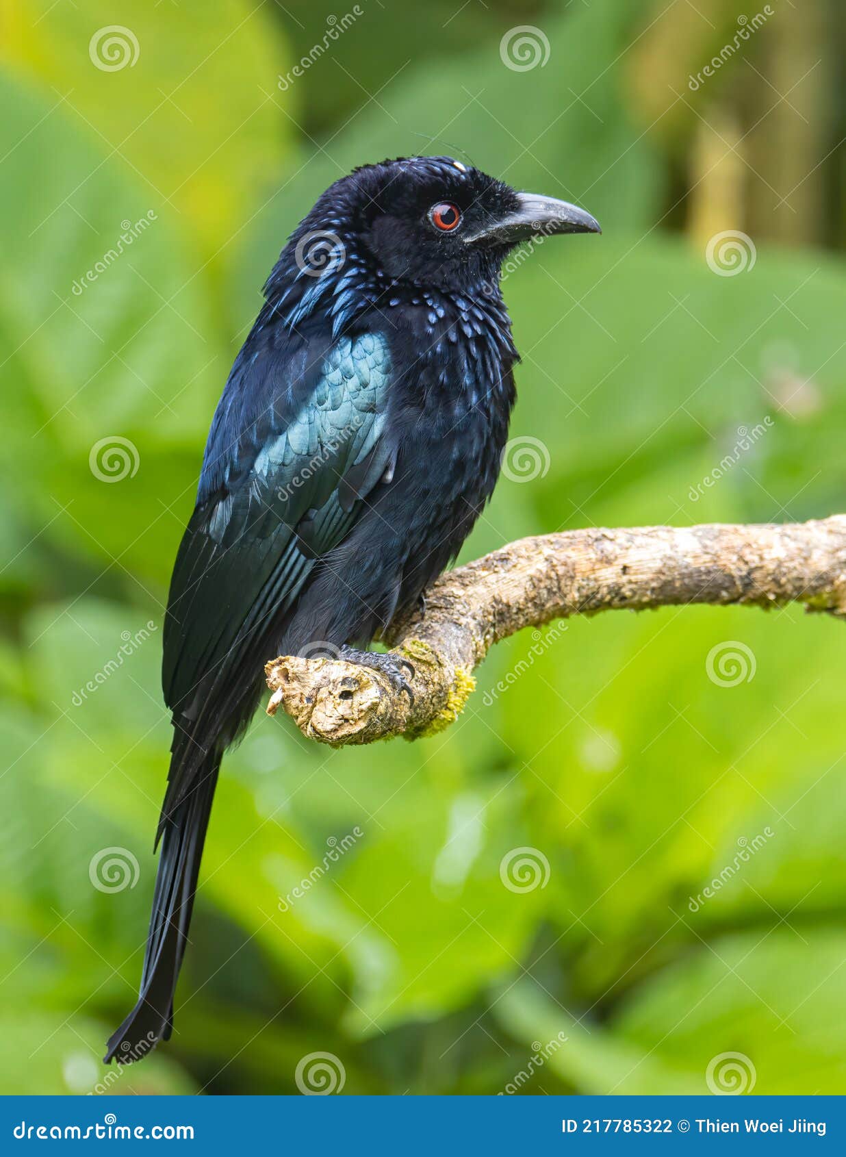 Nature Wildlife Image of Bronze Drongo Bird (Dicrurus Aeneus) on Perch Stock Photo - Image of ...