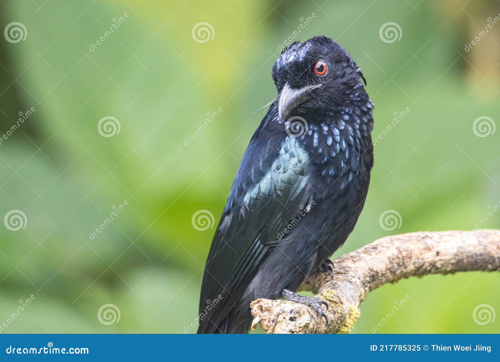 Nature Wildlife Image of Bronze Drongo Bird (Dicrurus Aeneus) on Perch ...