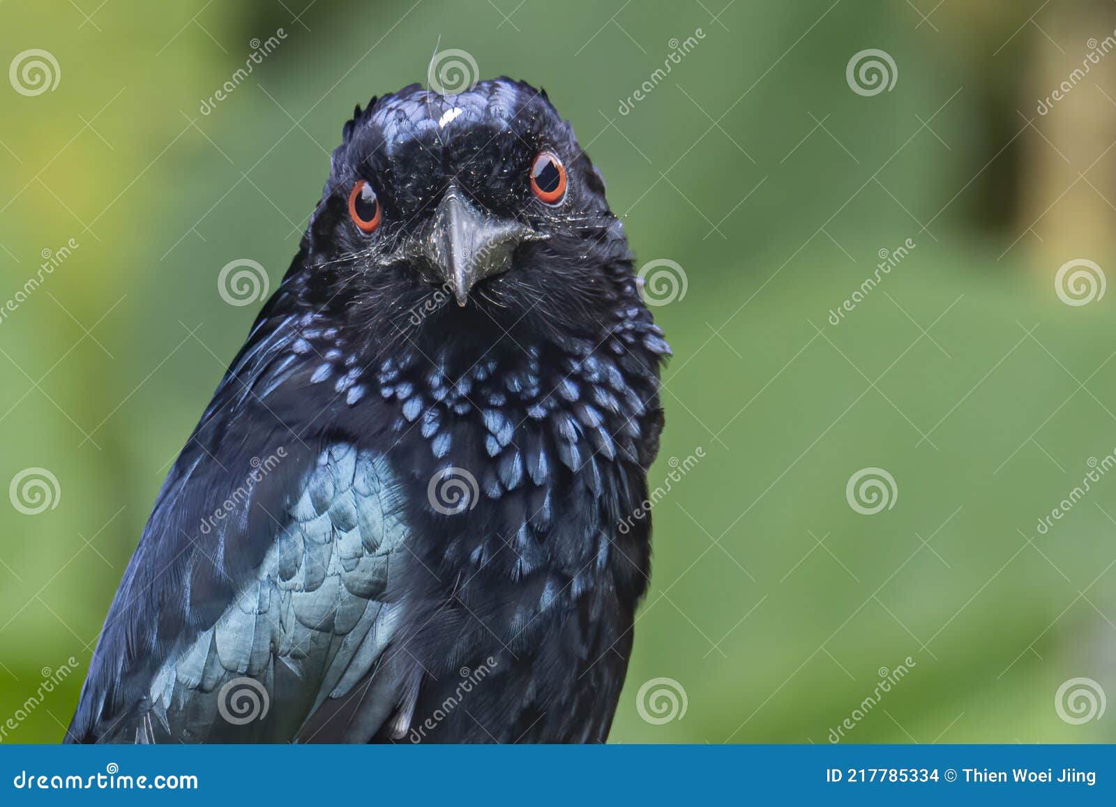 Nature Wildlife Image of Bronze Drongo Bird (Dicrurus Aeneus) on Perch ...