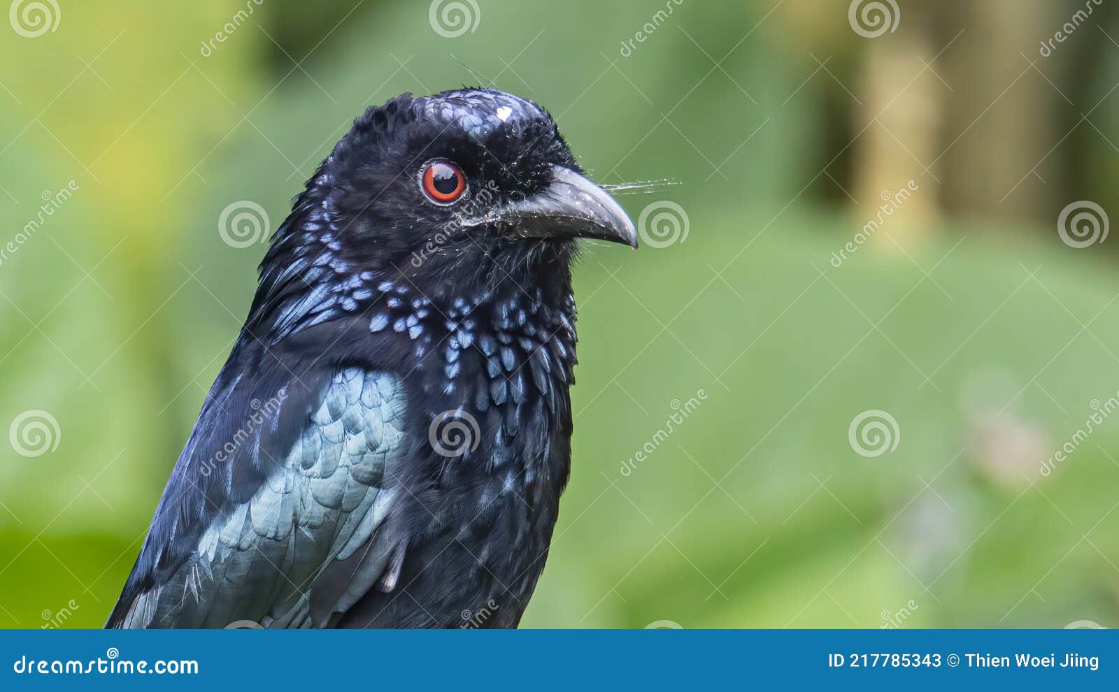 Nature Wildlife Image of Bronze Drongo Bird (Dicrurus Aeneus) on Perch ...