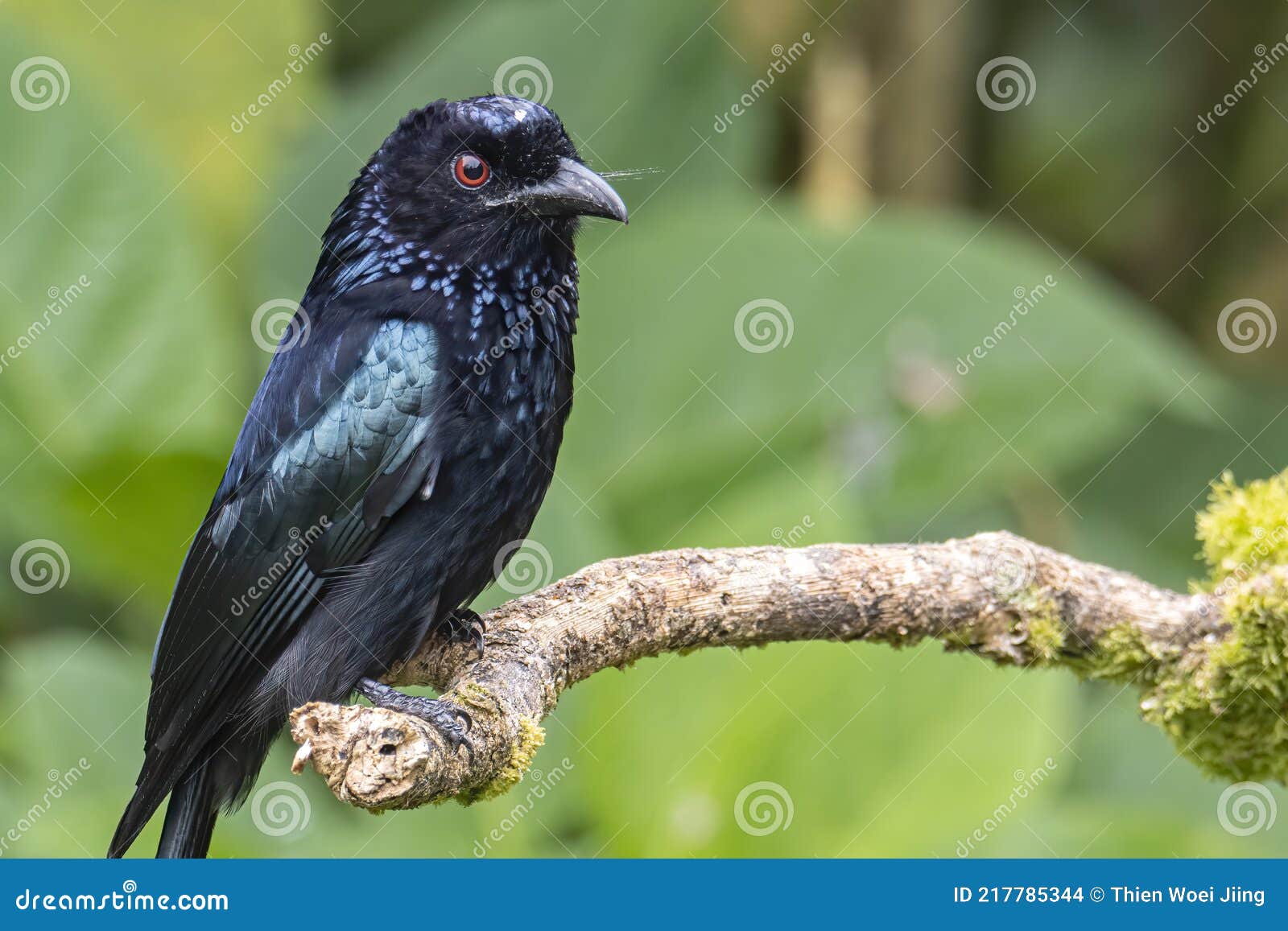 Nature Wildlife Image of Bronze Drongo Bird (Dicrurus Aeneus) on Perch ...