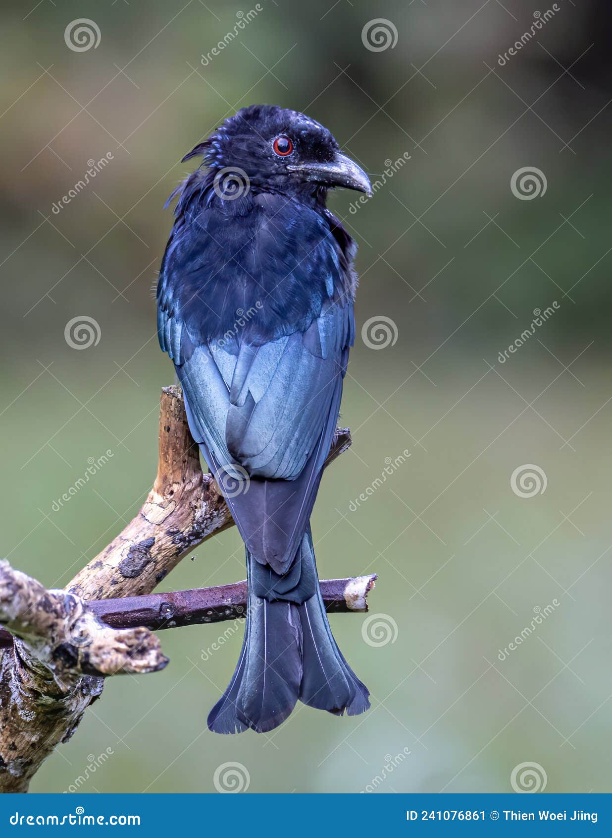 Bronze Drongo Bird Dicrurus Aeneus Perching on Tree Branch Stock Image ...