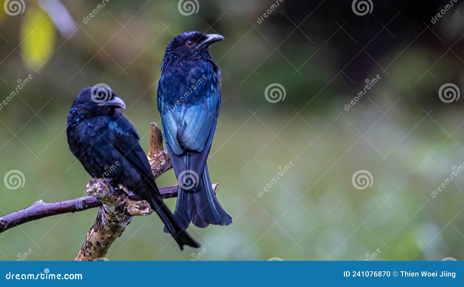 Bronze Drongo Bird Dicrurus Aeneus Perching on Tree Branch Stock Photo ...