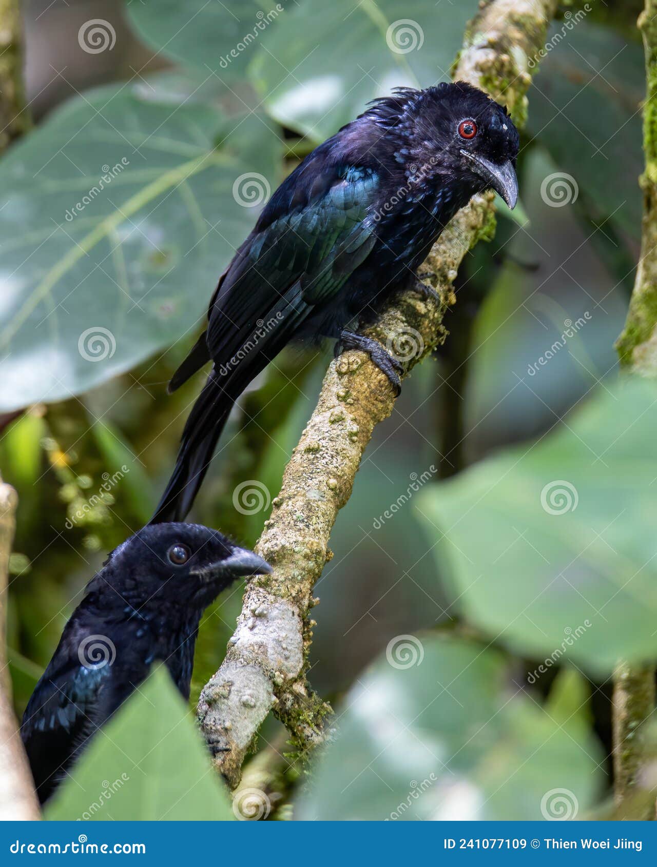 Nature Wildlife Image of Bronze Drongo Bird Dicrurus Aeneus Stock Image ...