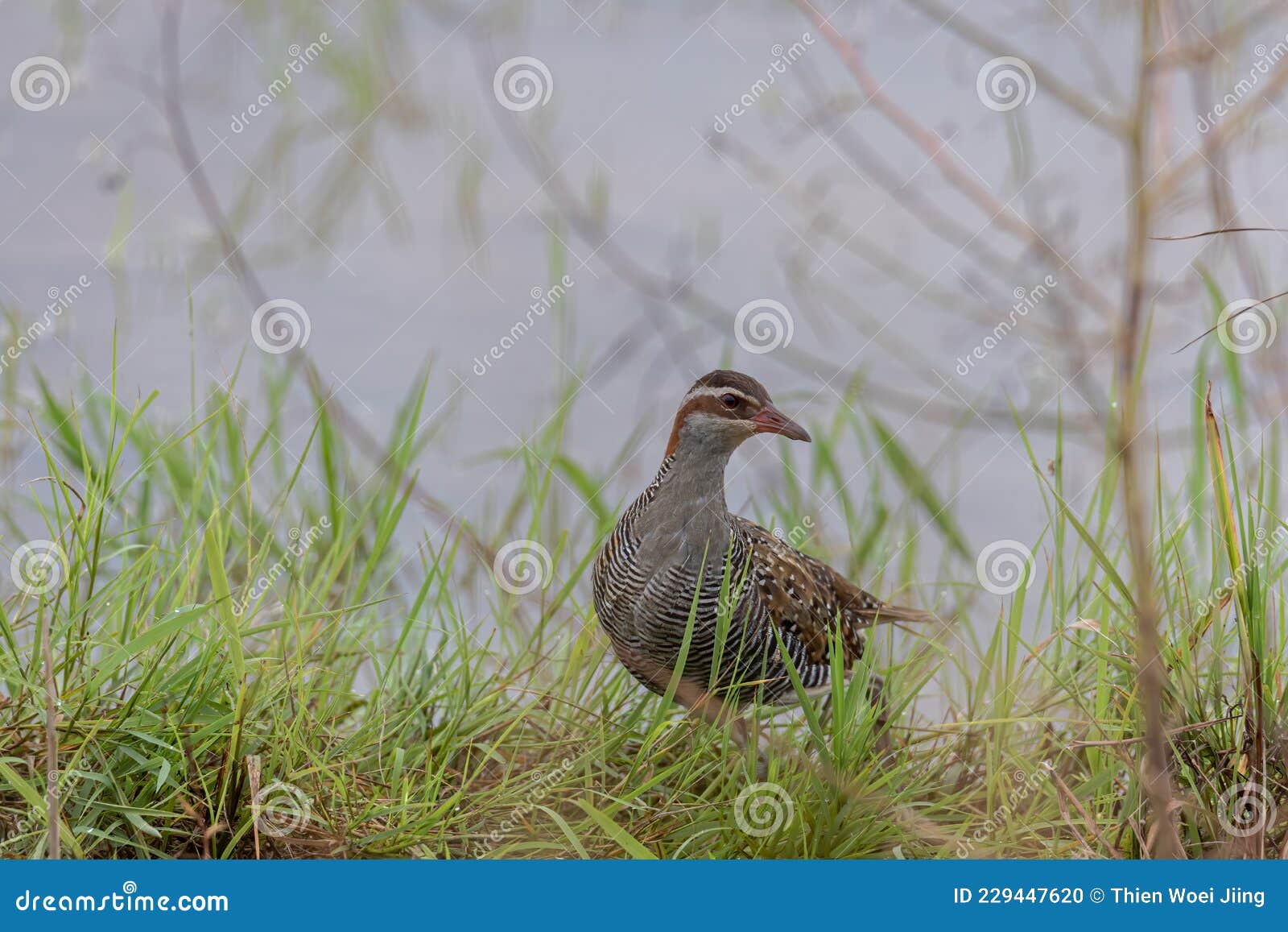 Nature Wildlife Image Buff Banded Rail Bird on Paddy Filed Stock Photo ...