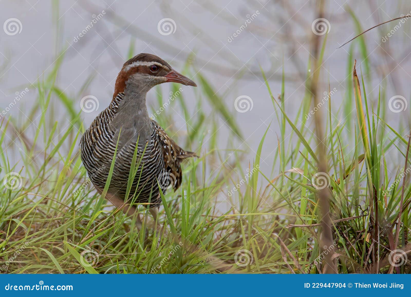 Nature Wildlife Image Buff Banded Rail Bird on Paddy Filed Stock Photo ...