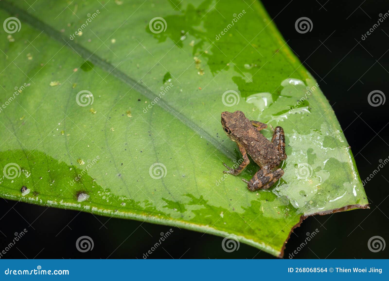 Nature Wildlife Image of Cute Frog of Borneo Standing on Green Leaf ...