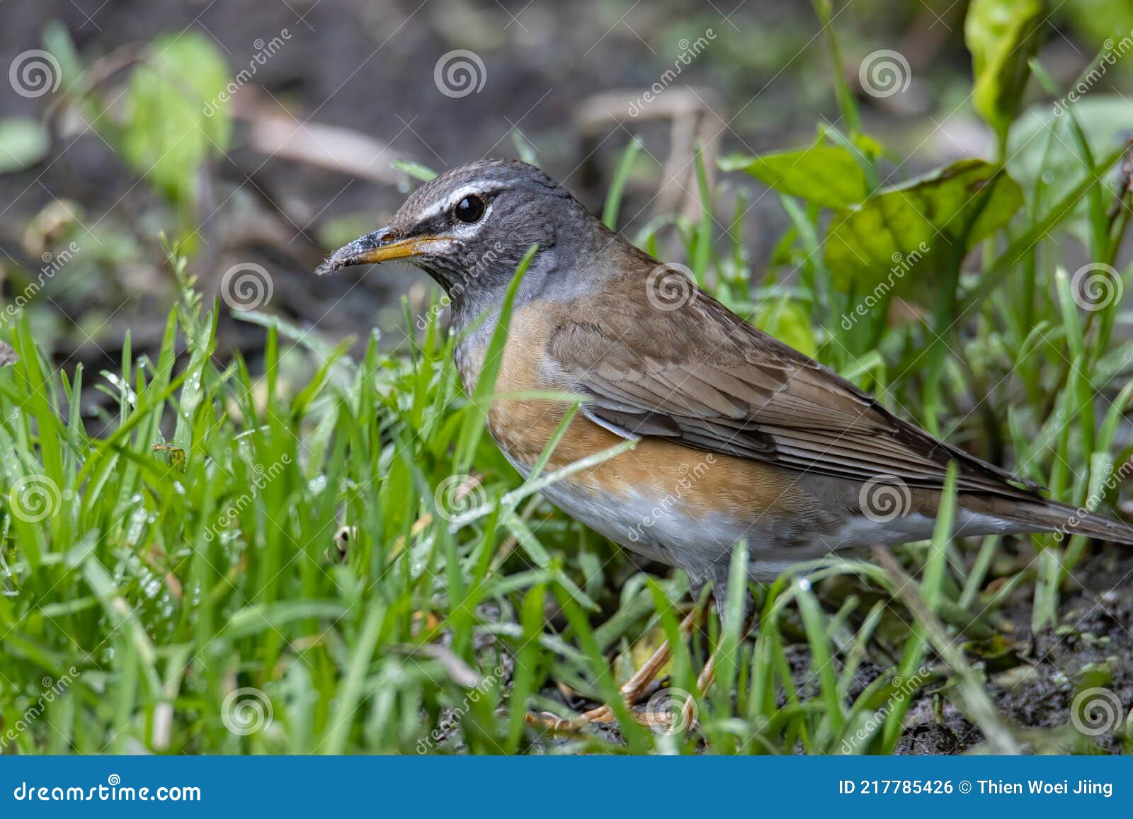 Eyebrow Thrush Bird on Nature Jungle Stock Photo - Image of eyebrowed ...