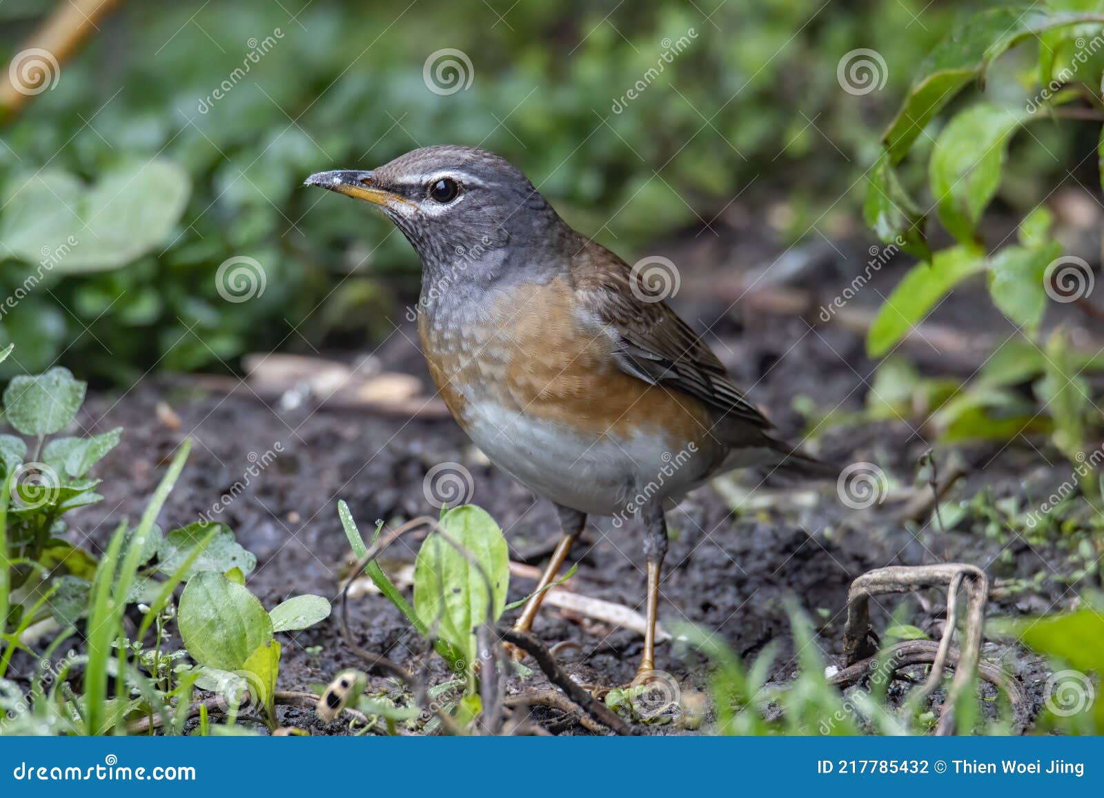 Eyebrow Thrush Bird on Nature Jungle Stock Photo - Image of colourful ...