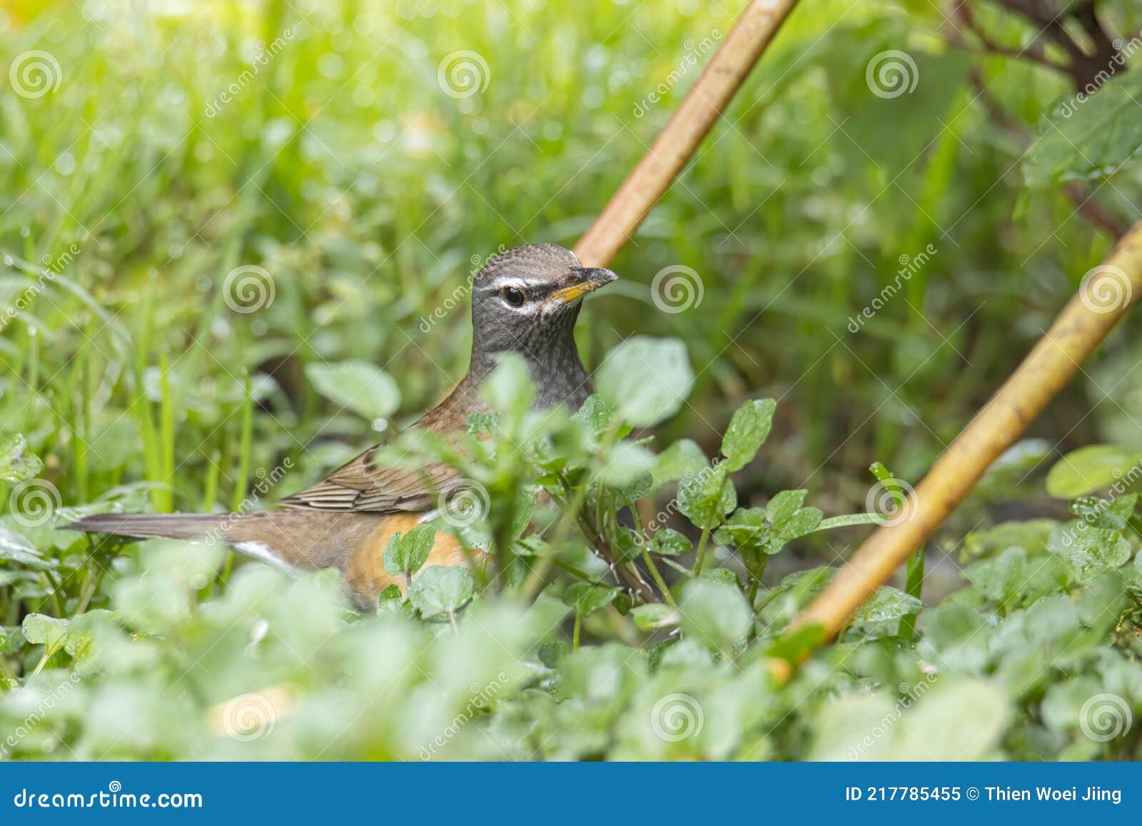 Eyebrow Thrush Bird on Nature Jungle Stock Image - Image of grey ...