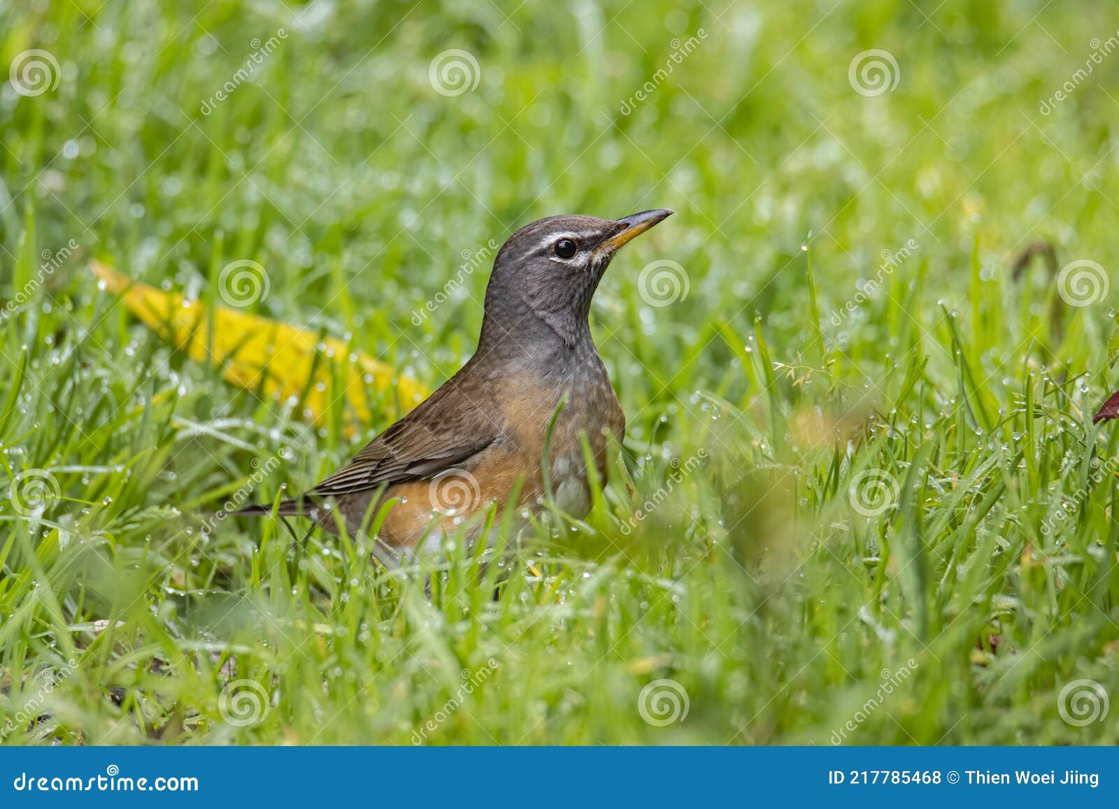 Eyebrow Thrush Bird on Nature Jungle Stock Photo - Image of head ...
