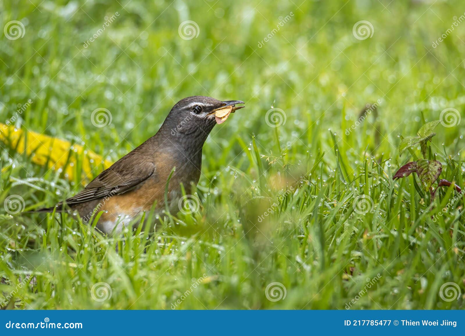 Eyebrow Thrush Bird on Nature Jungle Stock Image - Image of ...