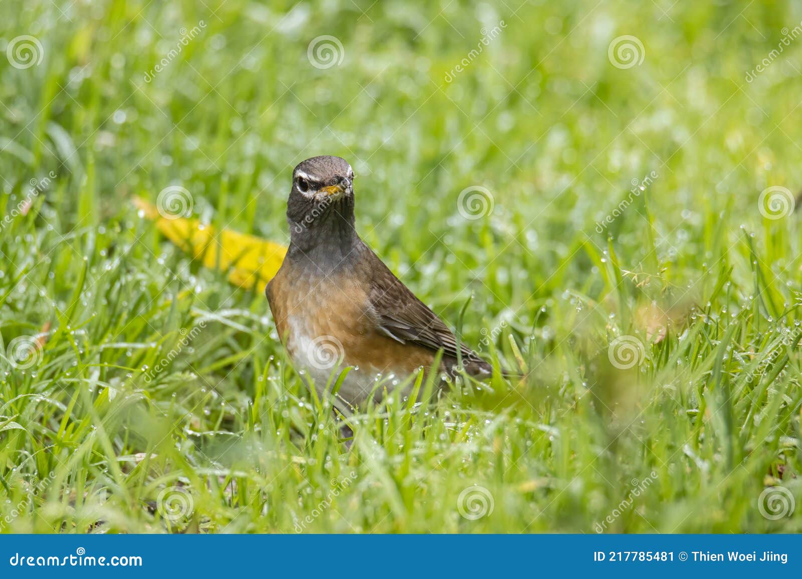 Eyebrow Thrush Bird on Nature Jungle Stock Image - Image of obscurus ...