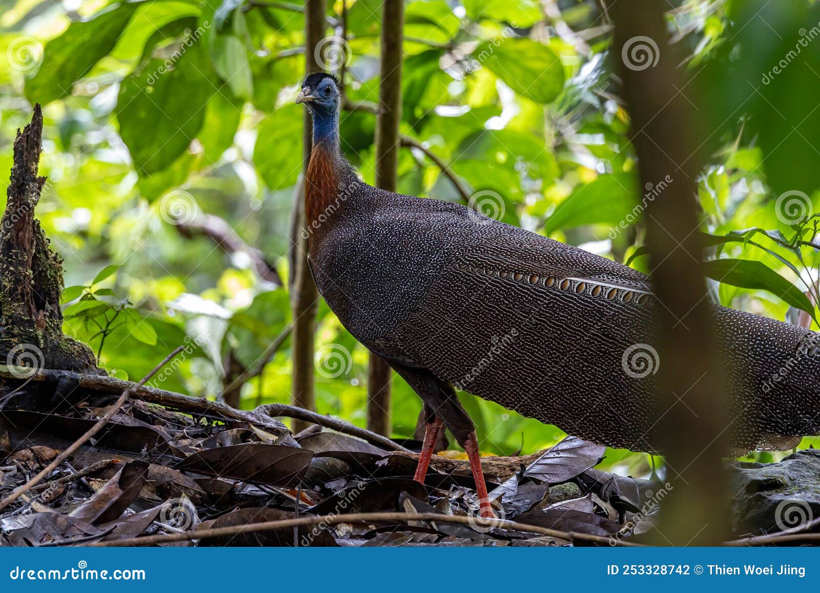 Nature Wildlife Image of the Great Argus in the Deep Jungle in Sabah ...