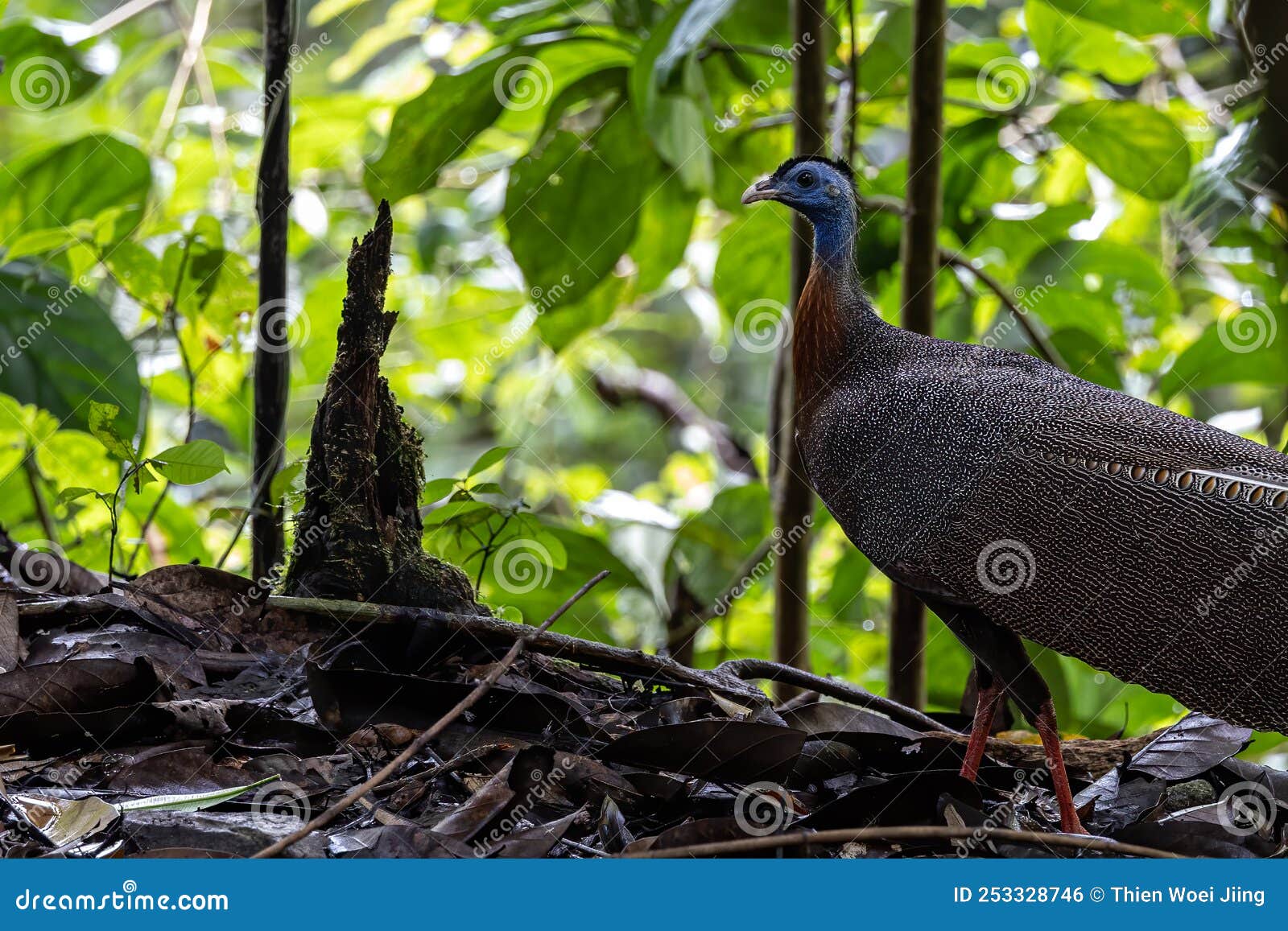 Nature Wildlife Image of the Great Argus in the Deep Jungle in Sabah ...