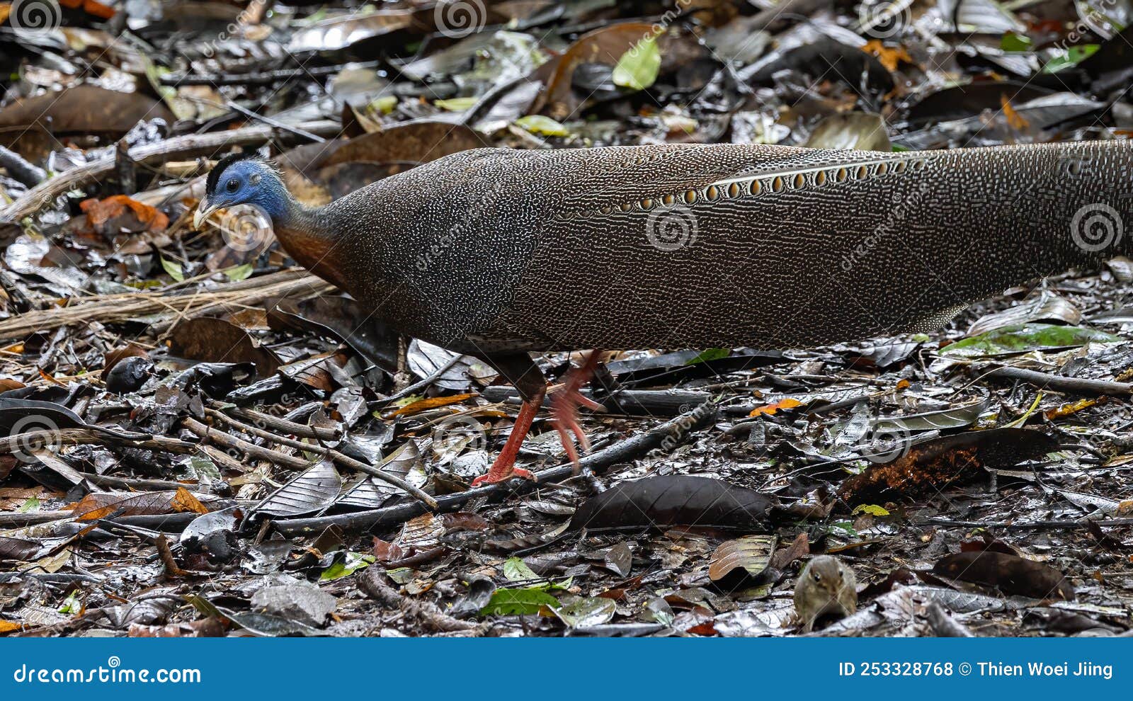 Nature Wildlife Image of the Great Argus in the Deep Jungle in Sabah ...