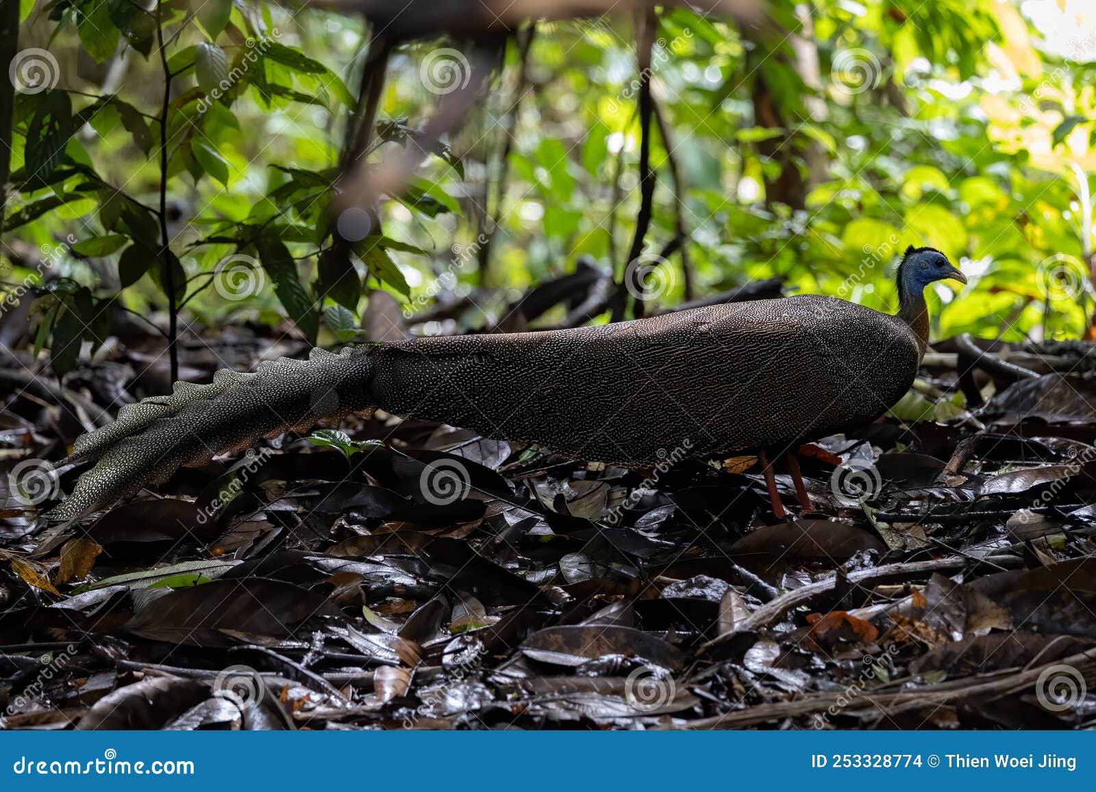 Nature Wildlife Image of the Great Argus in the Deep Jungle in Sabah ...
