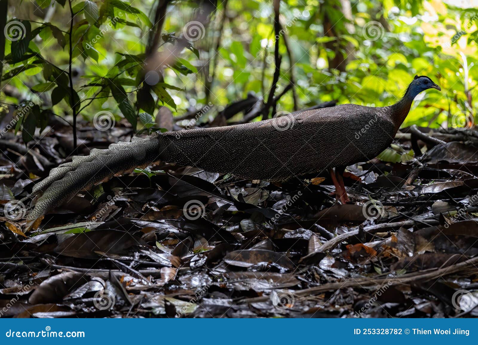 Nature Wildlife Image of the Great Argus in the Deep Jungle in Sabah ...