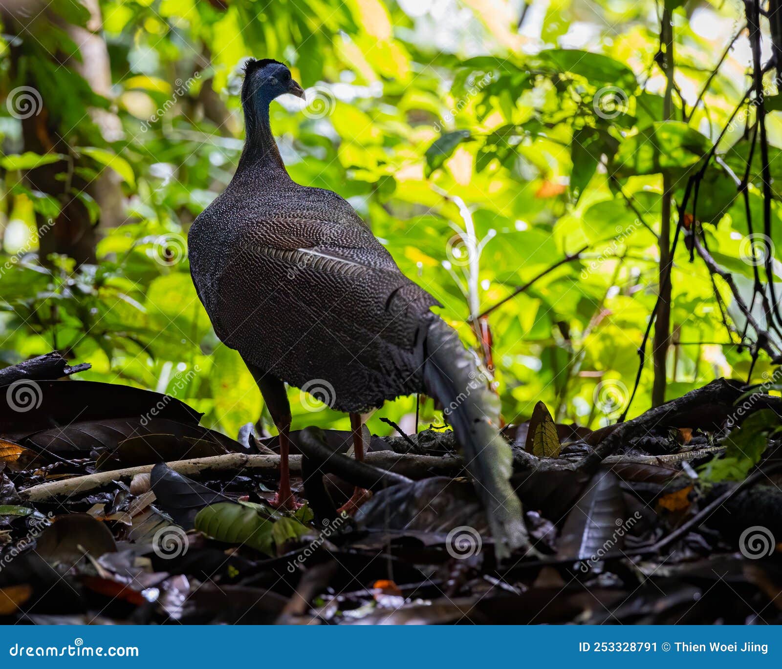 Nature Wildlife Image of the Great Argus in the Deep Jungle in Sabah ...