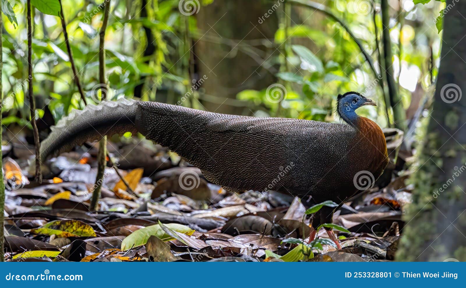 Nature Wildlife Image of the Great Argus in the Deep Jungle in Sabah ...