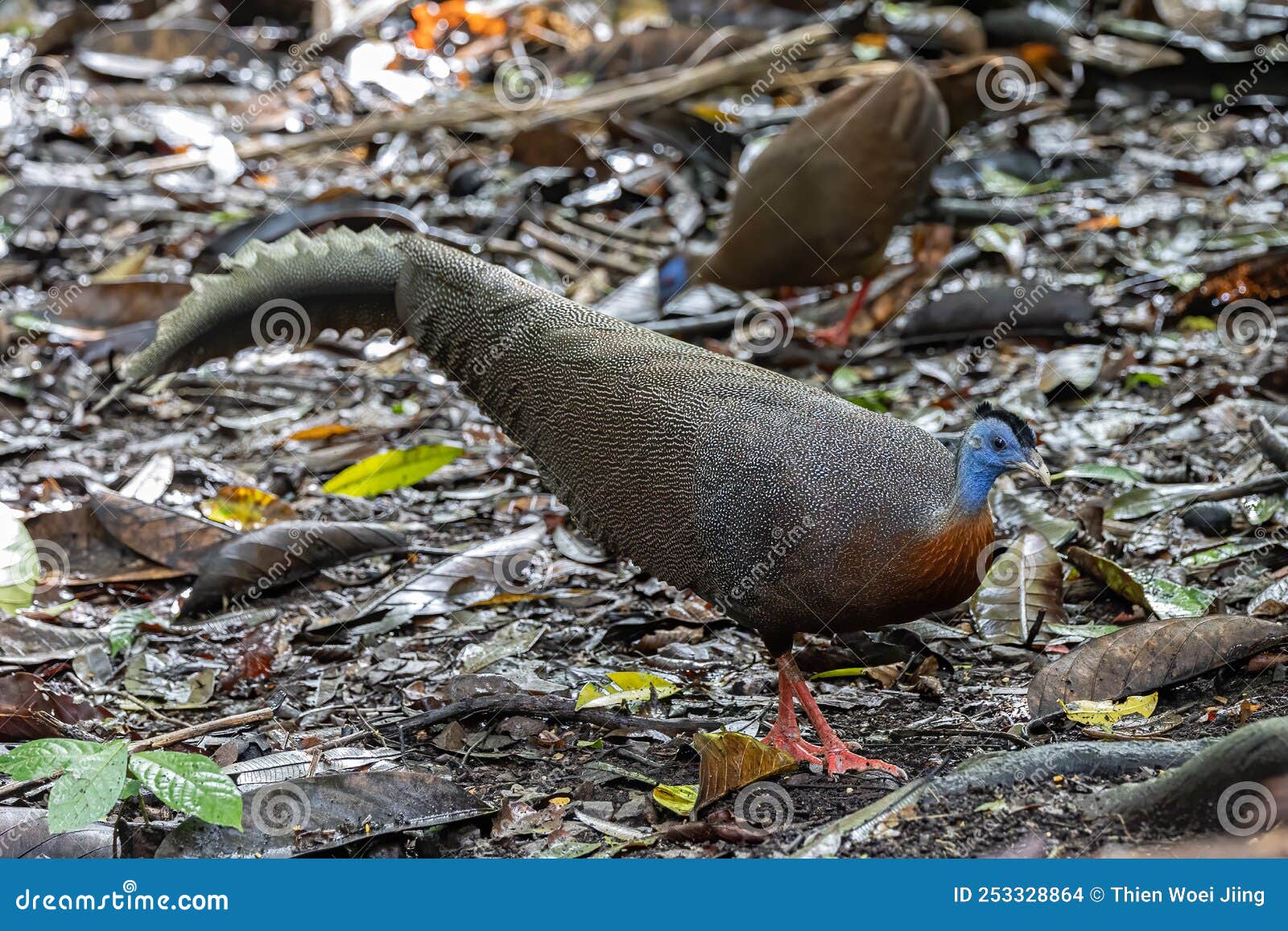 Nature Wildlife Image of the Great Argus in the Deep Jungle in Sabah ...