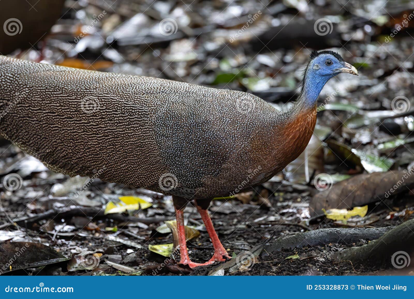 Nature Wildlife Image of the Great Argus in the Deep Jungle in Sabah ...